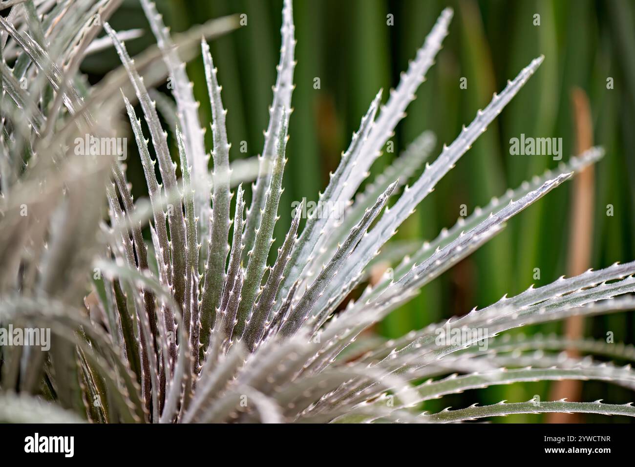 Dyckia fosteriana, rare native Brazil plant, spiky thorny leaves ...