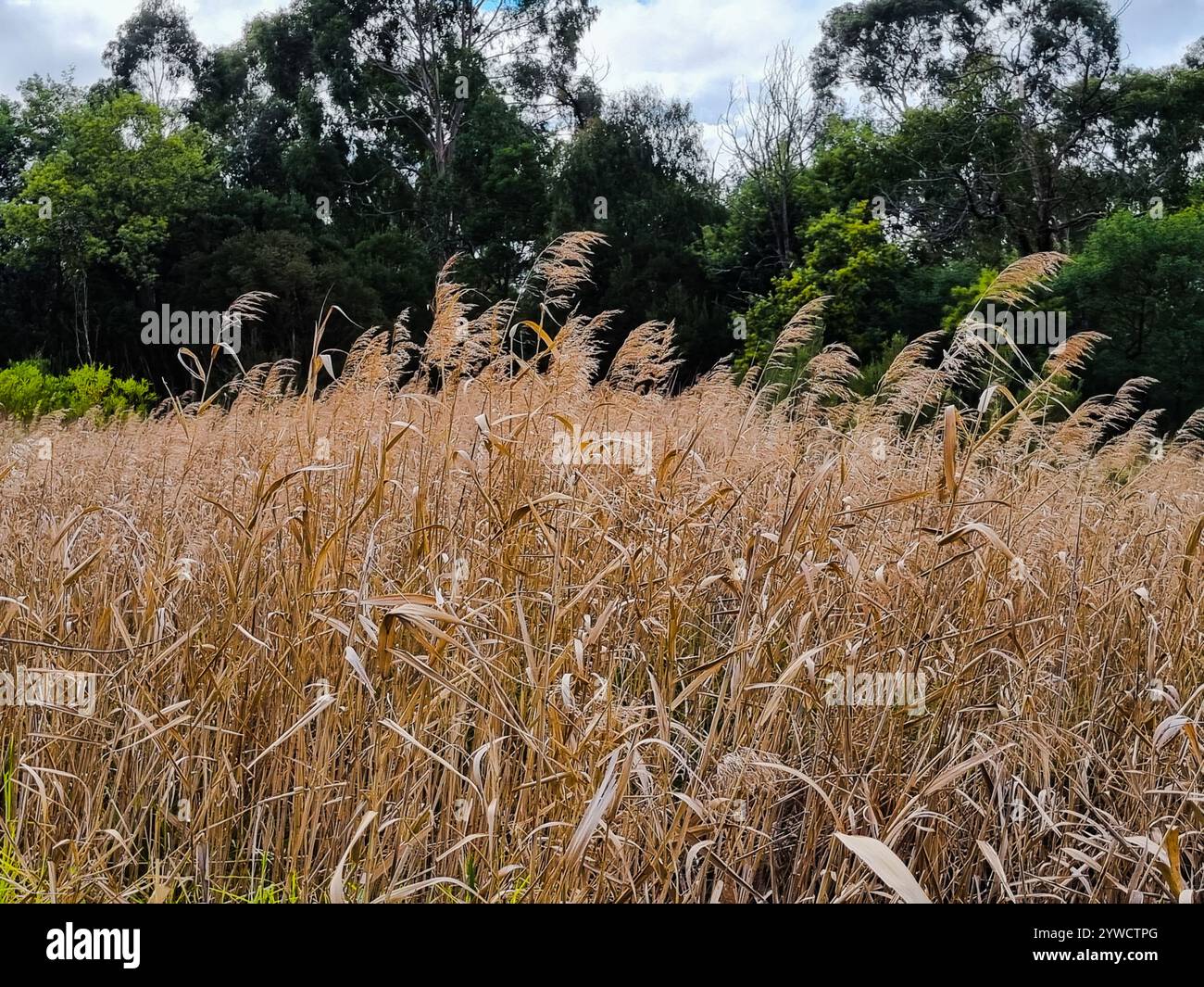 The ephemeral nature of life hi-res stock photography and images - Alamy