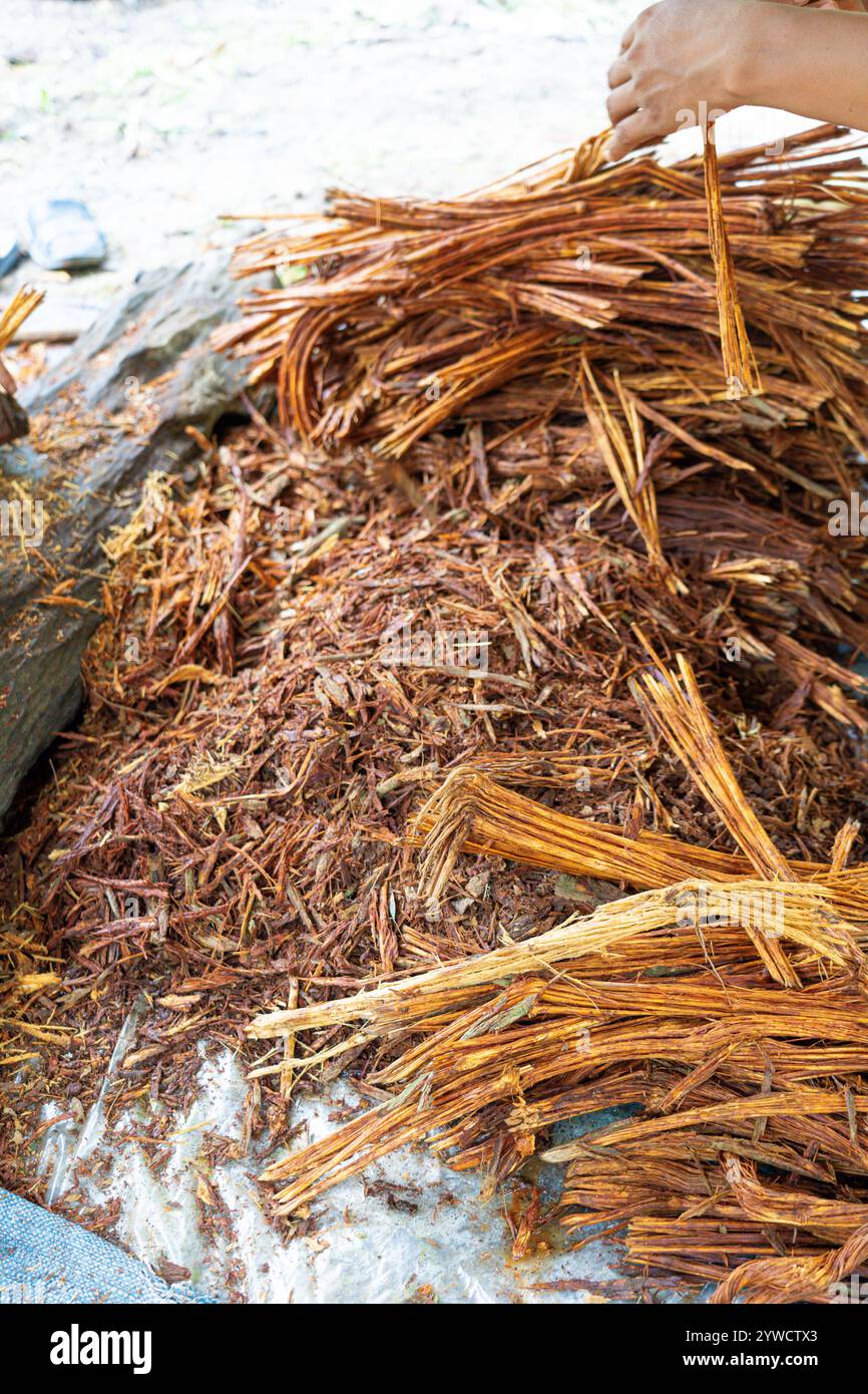 Making Ayahuasca in the Peruvian Amazon Stock Photo - Alamy