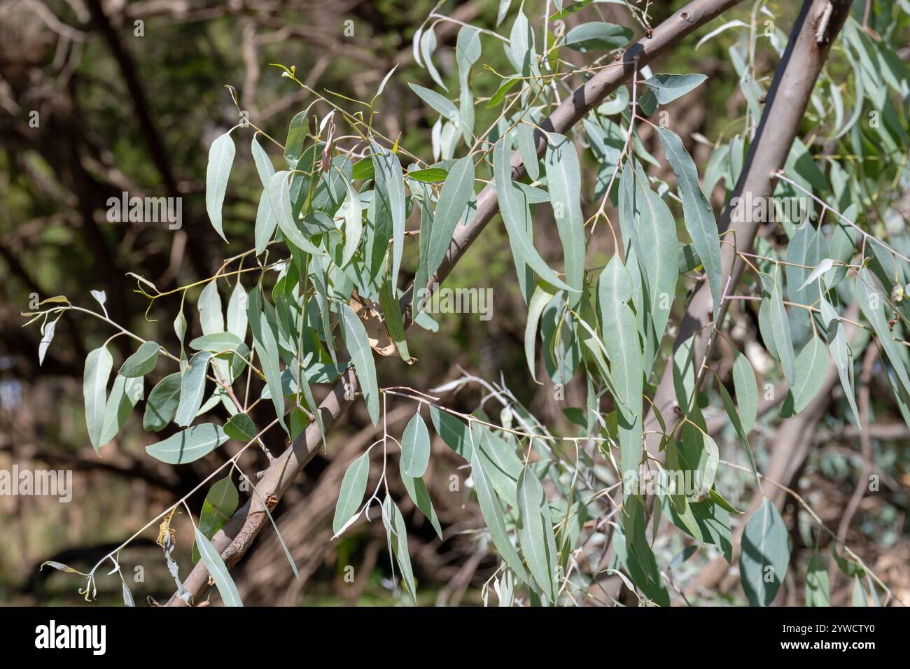 Eucalyptus gum tree leaves, iconic Australian plant foliage, koala food ...