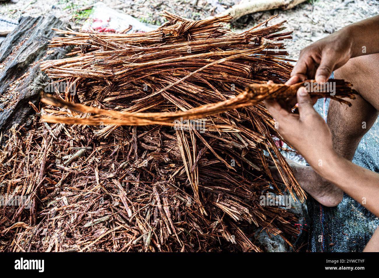 Making Ayahuasca in the Peruvian Amazon Stock Photo - Alamy
