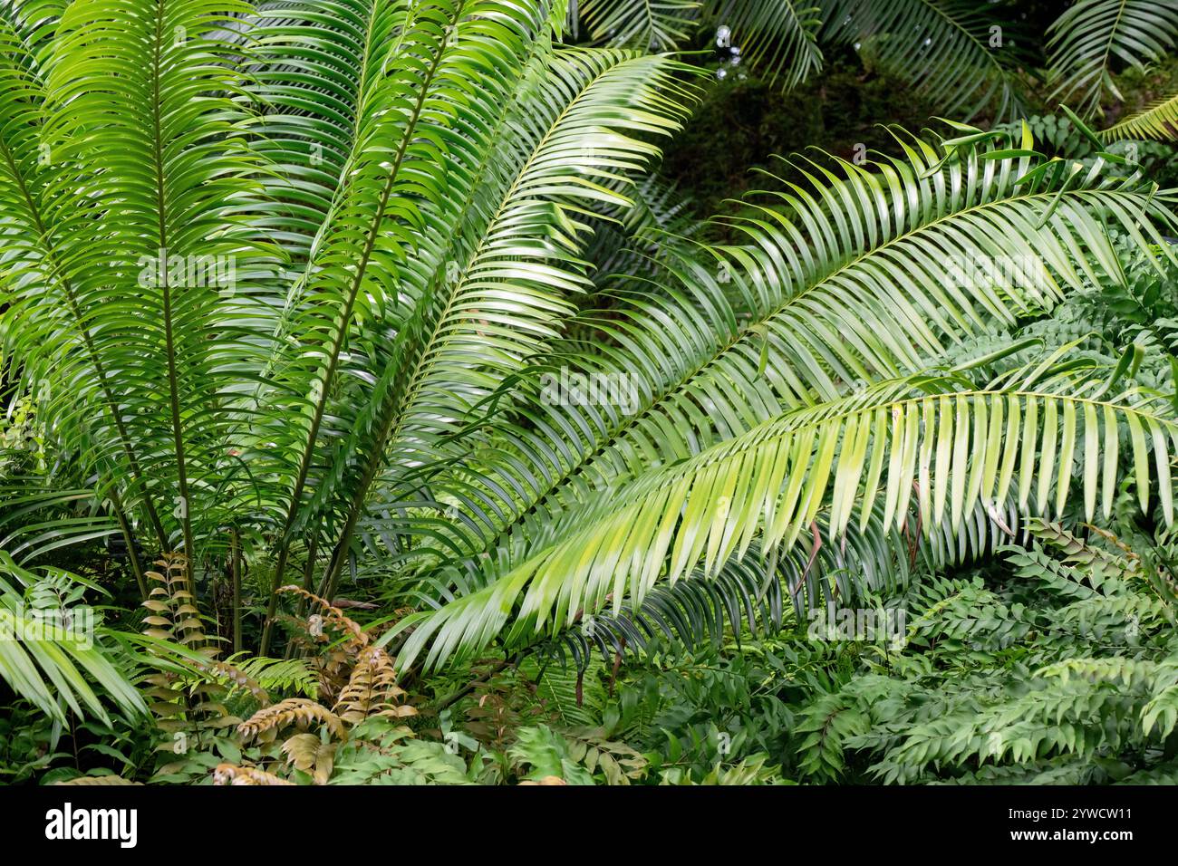 Fern leaves foliage, forest floor, green moist rainforest ecosystem ...