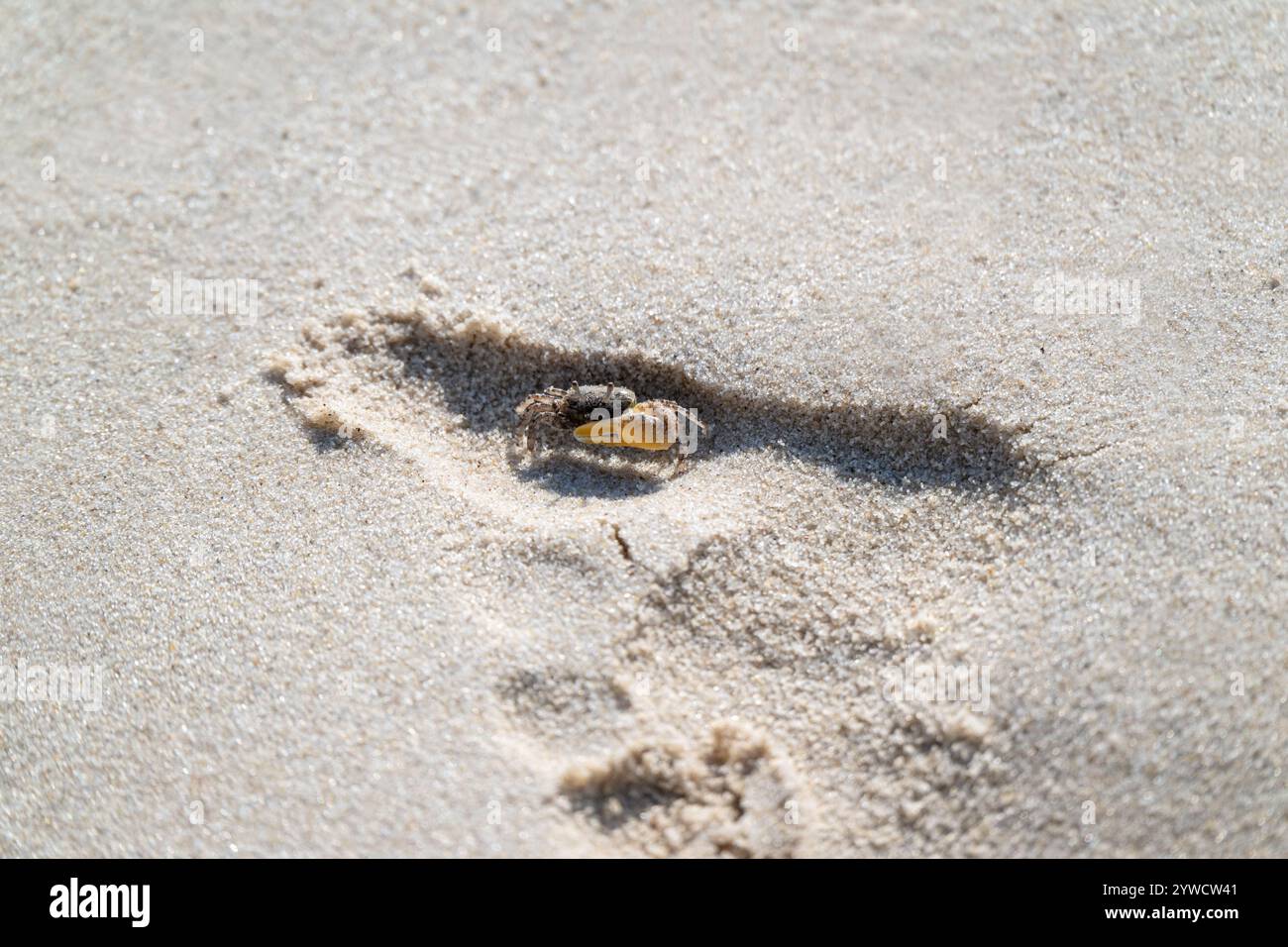 fiddler crab, intertidal marine ocean beach creature animal crustacean ...