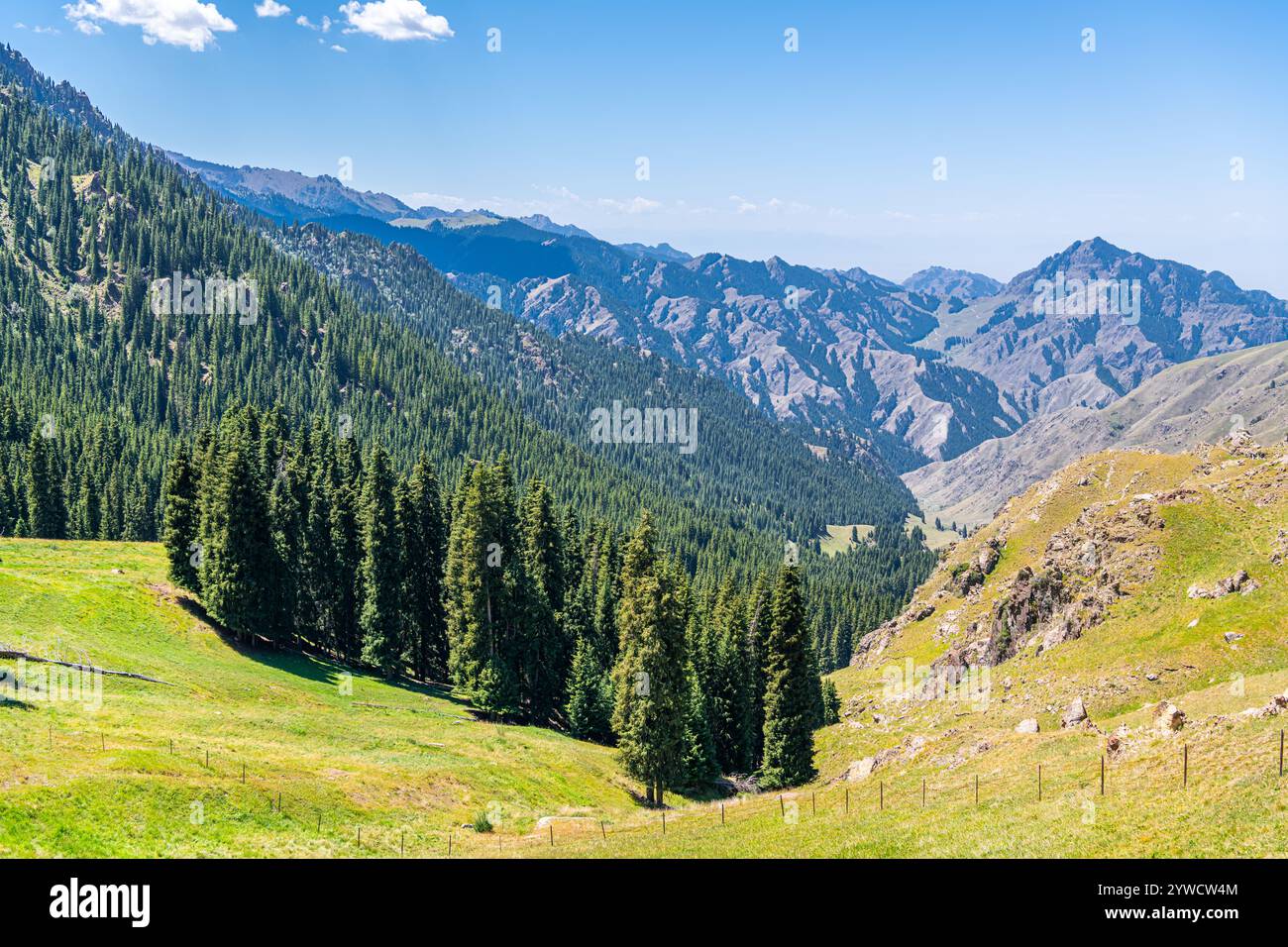 Beautiful pine trees and the surrounding landscape of Tianshan ...