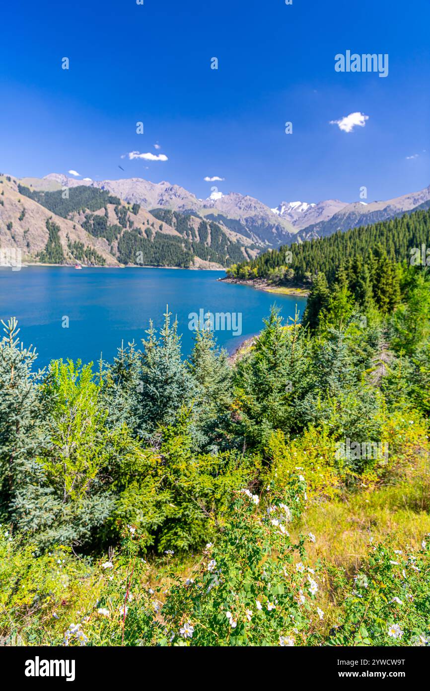 Beautiful pine trees forest, snow capped Tianshan mountains at the back ...