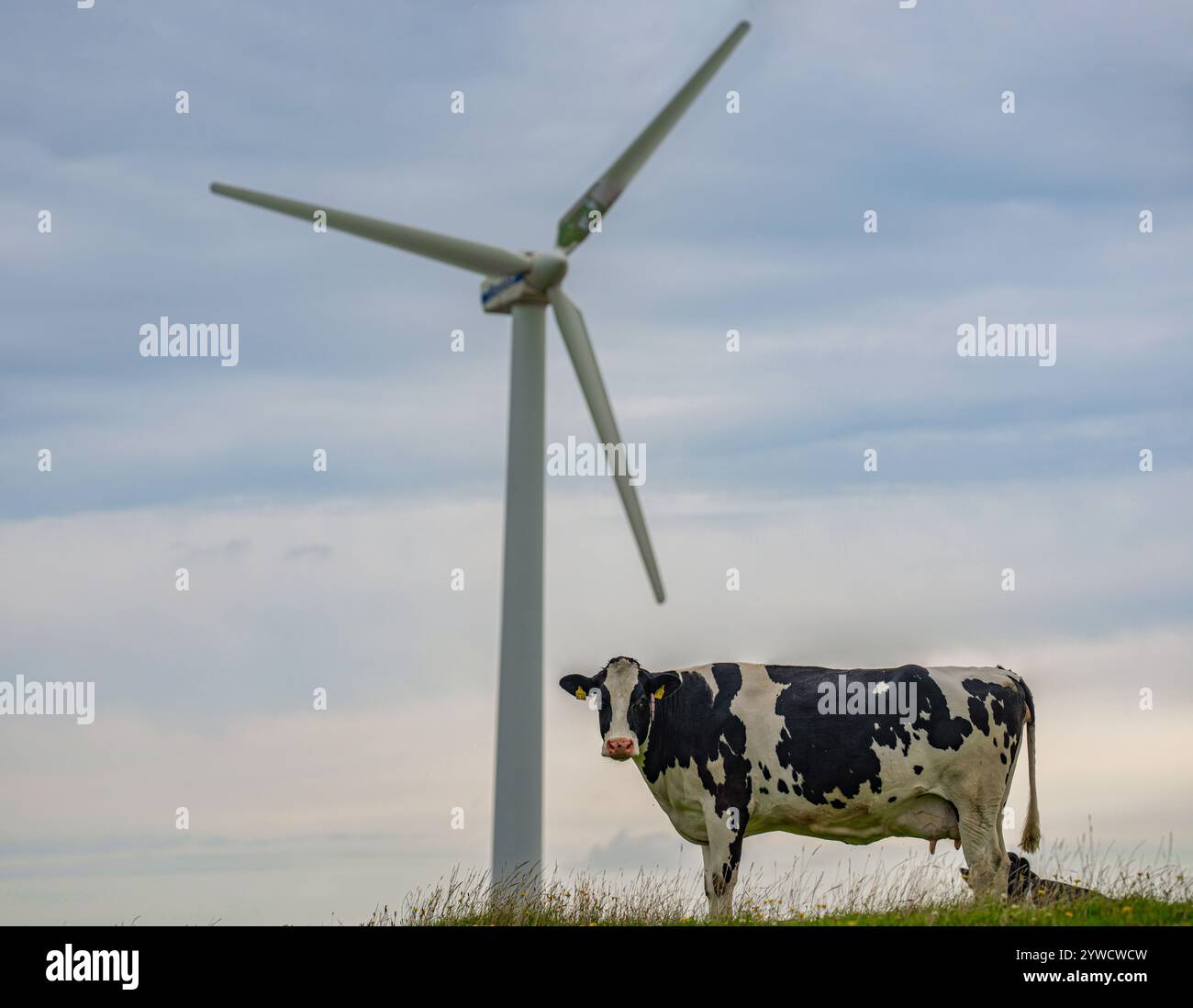 Eco farm with cow. Cow farm. Green energy concept. Eco farm. Wind ...