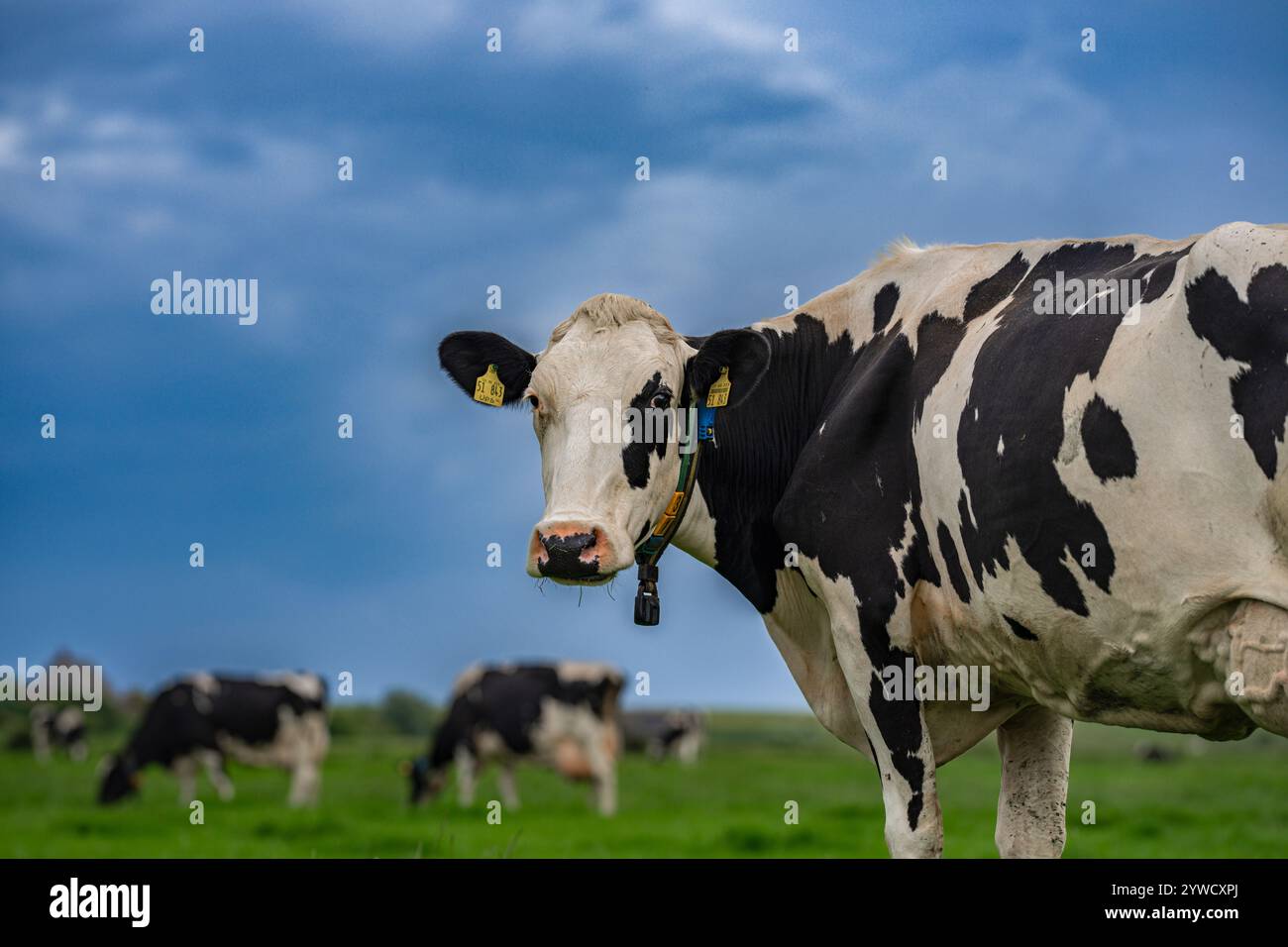 Grazing cows in a meadow. Cows on dairy milk farm. Countryside ...