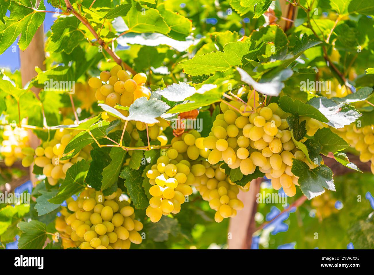 Green grapes with leaves on the vine, fresh fruits and famous from ...