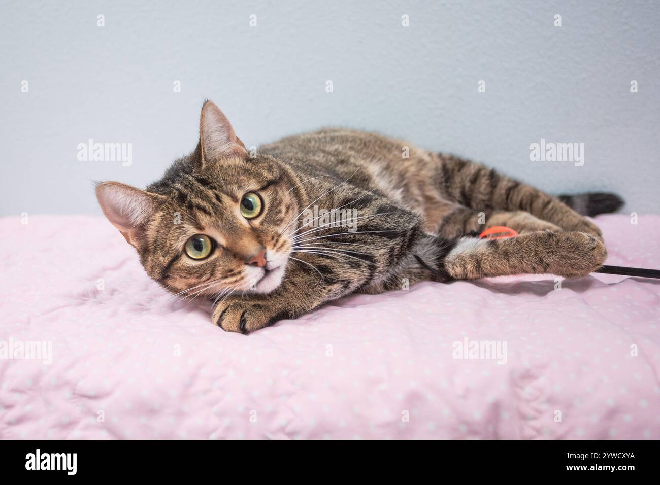 Adult tabby kitty laying on a pink blanket with a cat toy Stock Photo ...