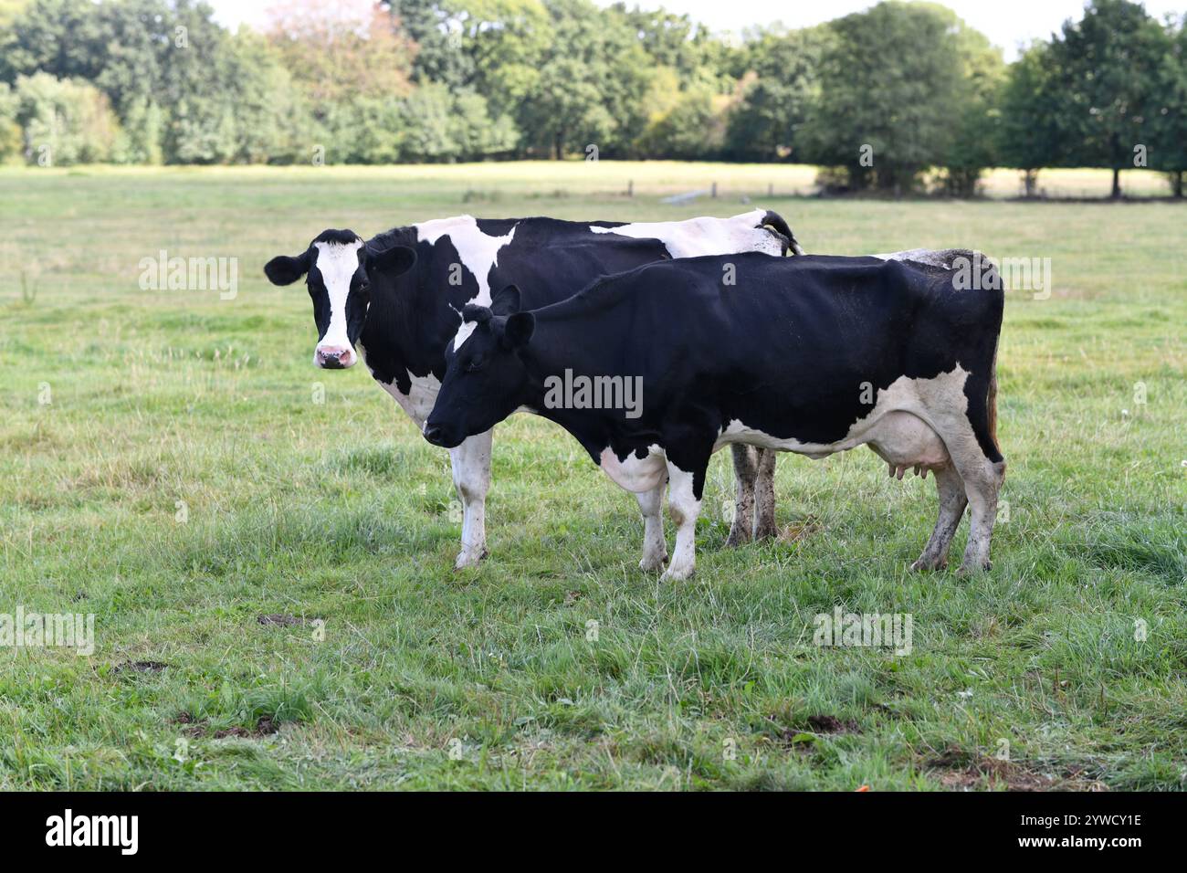 Holstein Cow herd. Cow herd at farm. Dairy cow herd in meadow. Cow ...