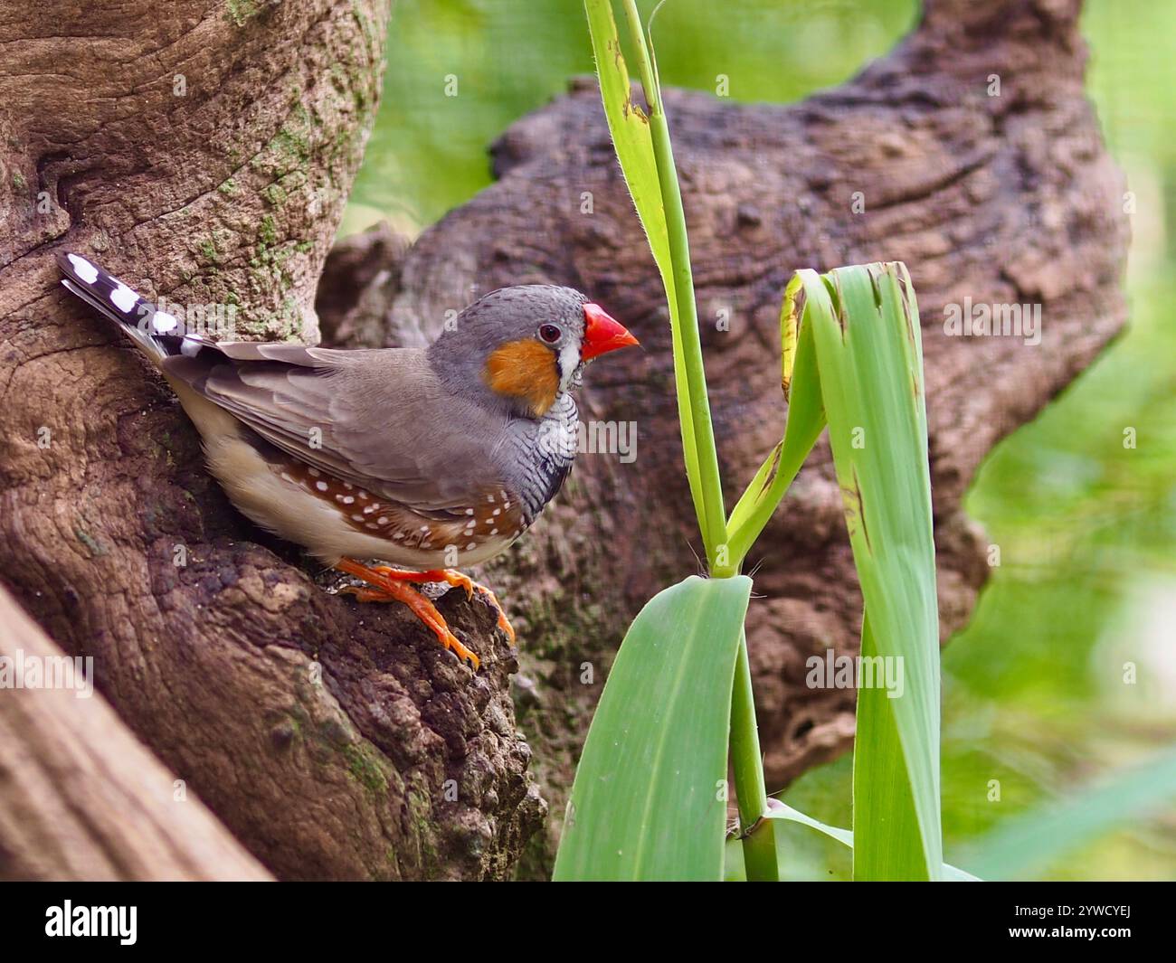 Male has chestnut cheeks hi-res stock photography and images - Alamy