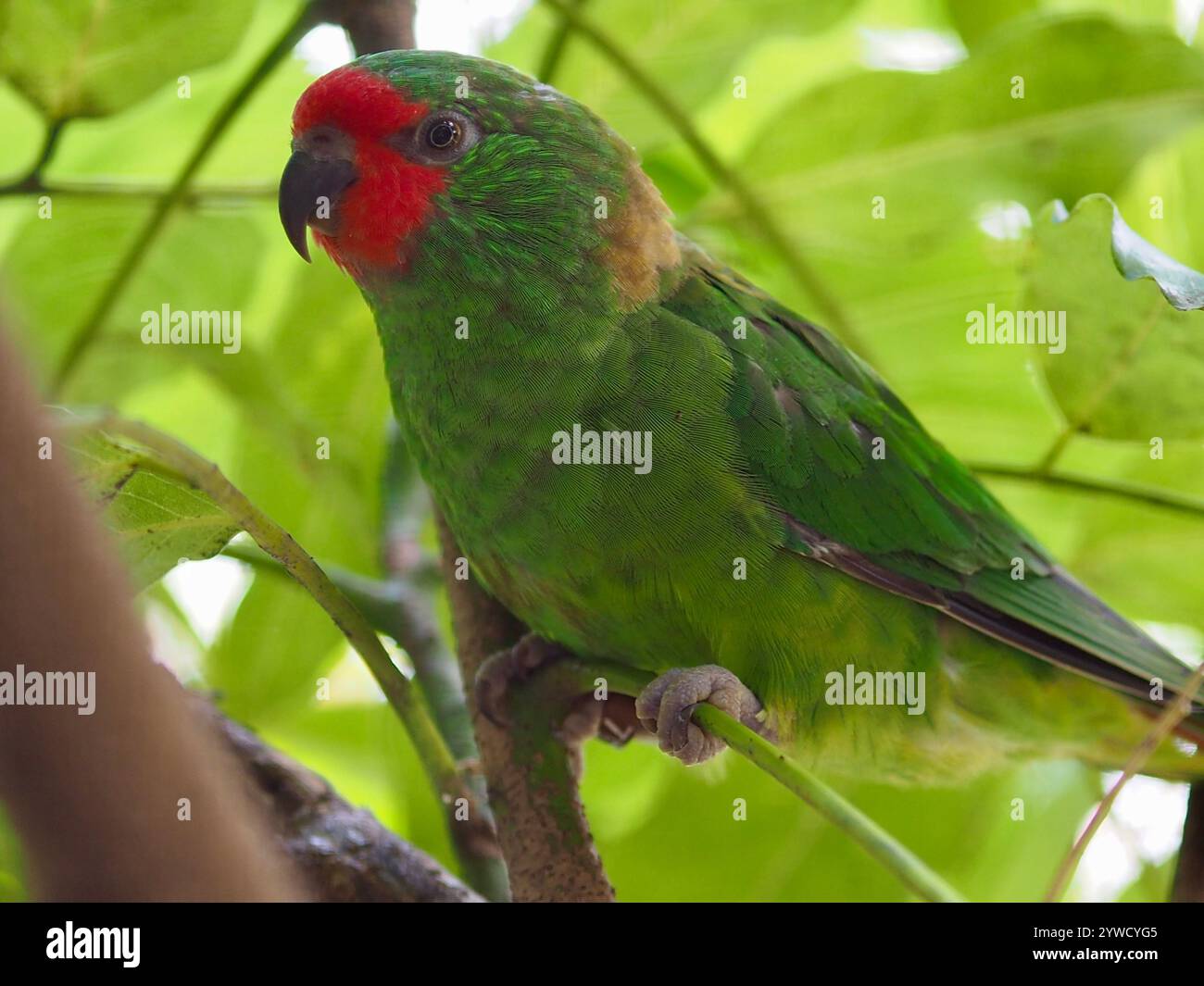 Continuous chatter hi-res stock photography and images - Alamy