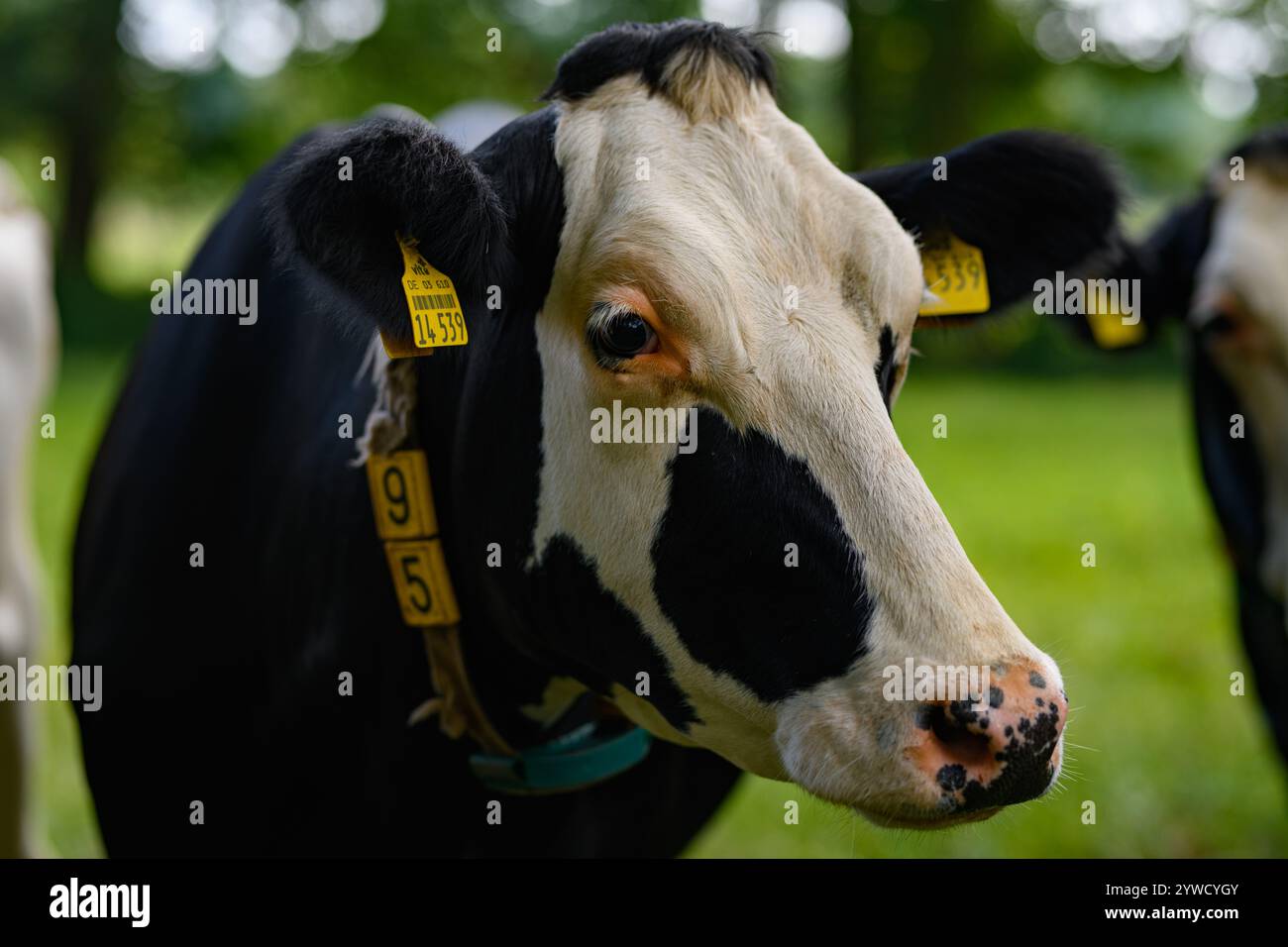 Mature cow. Black and white Holstein cow on meadow. Holstein cows at ...