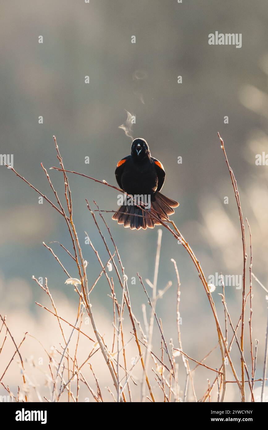 Bird breath during a cold morning Stock Photo - Alamy