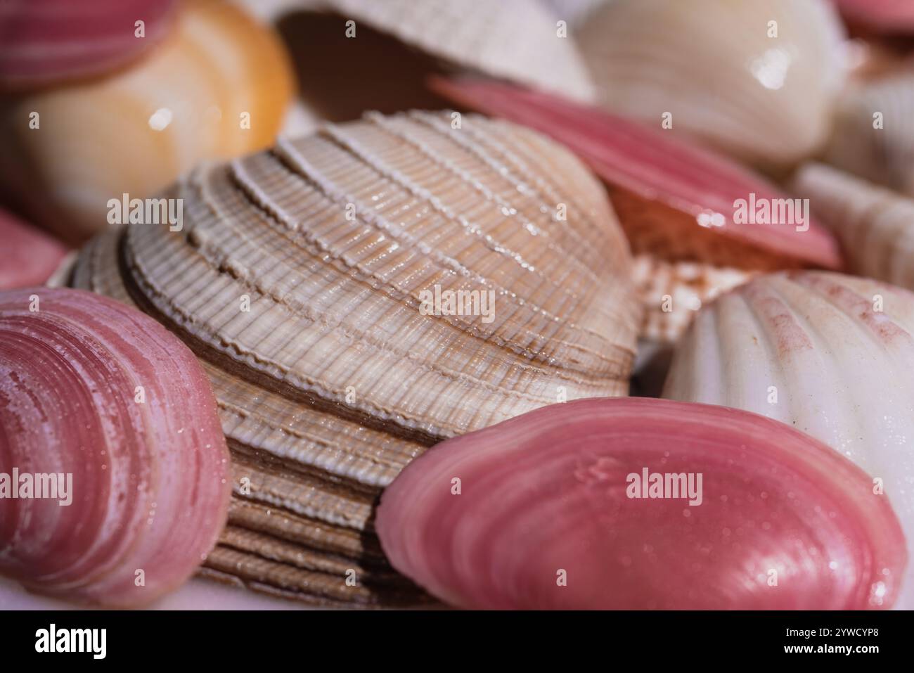 Ocean mollusk shells. Seashells. Seashell background. Texture of the ...