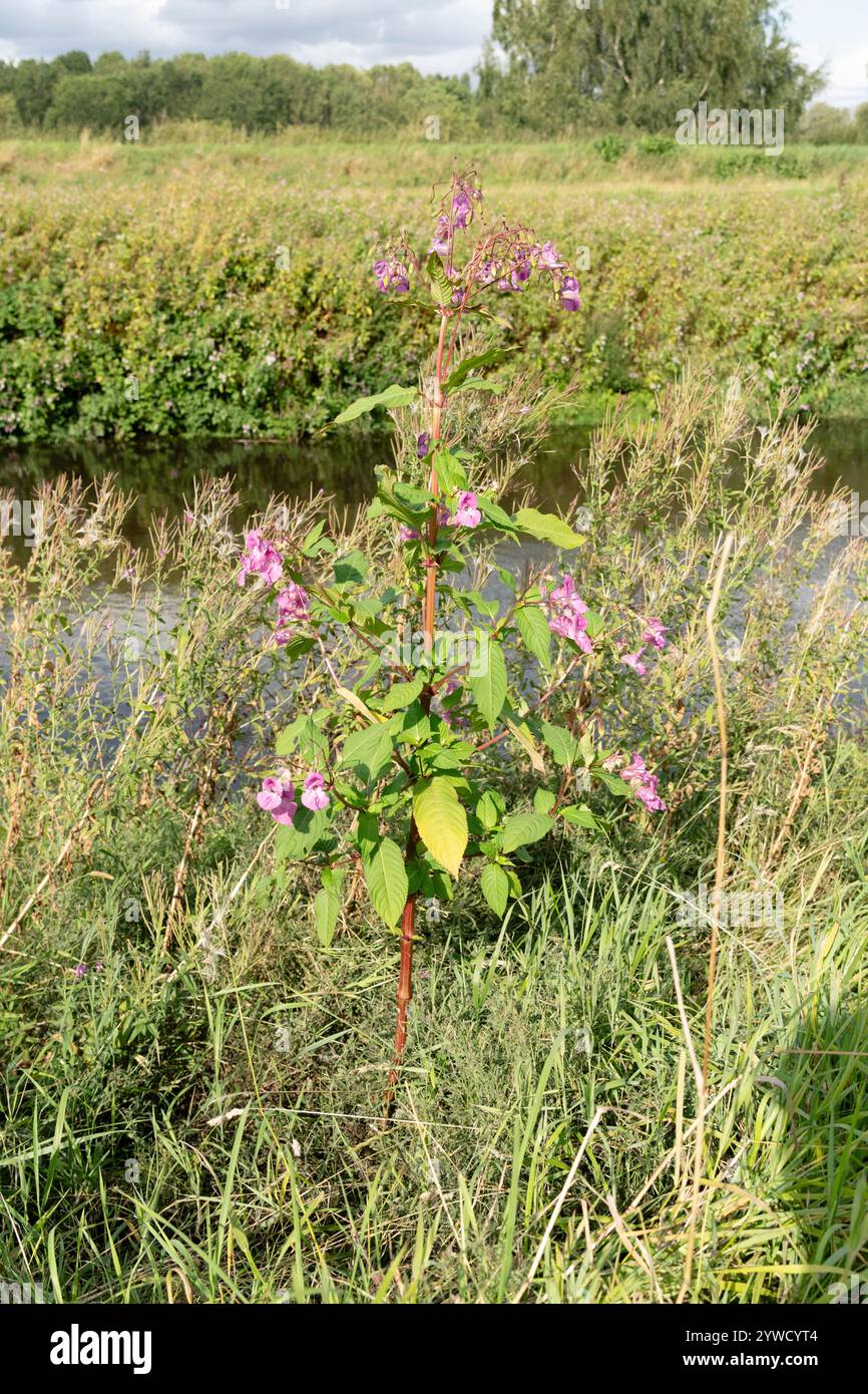 Japanese knotweed, Reynoutria japonica an invasive species beside the ...