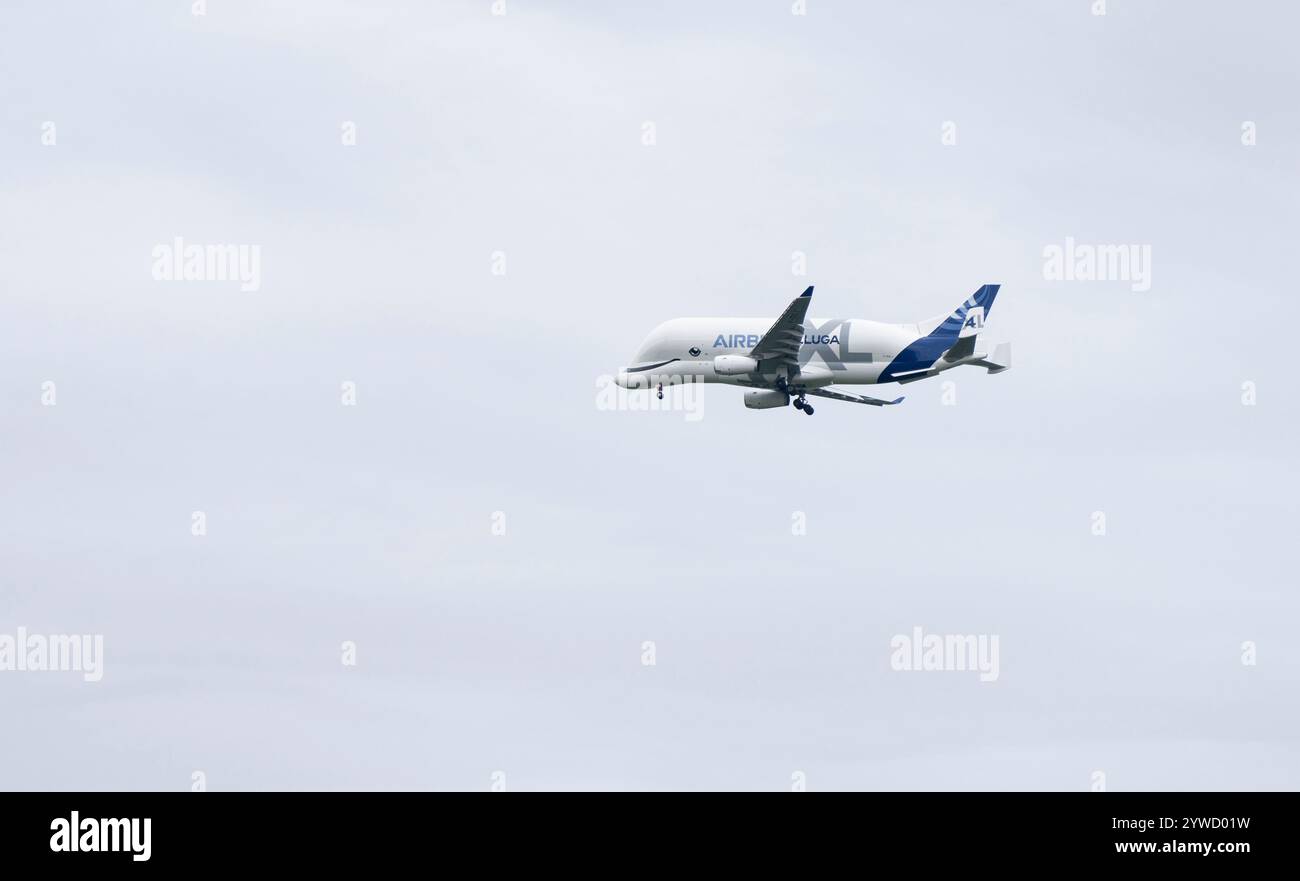 Airbus BelugaXL, Super Transporter, Beluga, flying over Chester, UK ...
