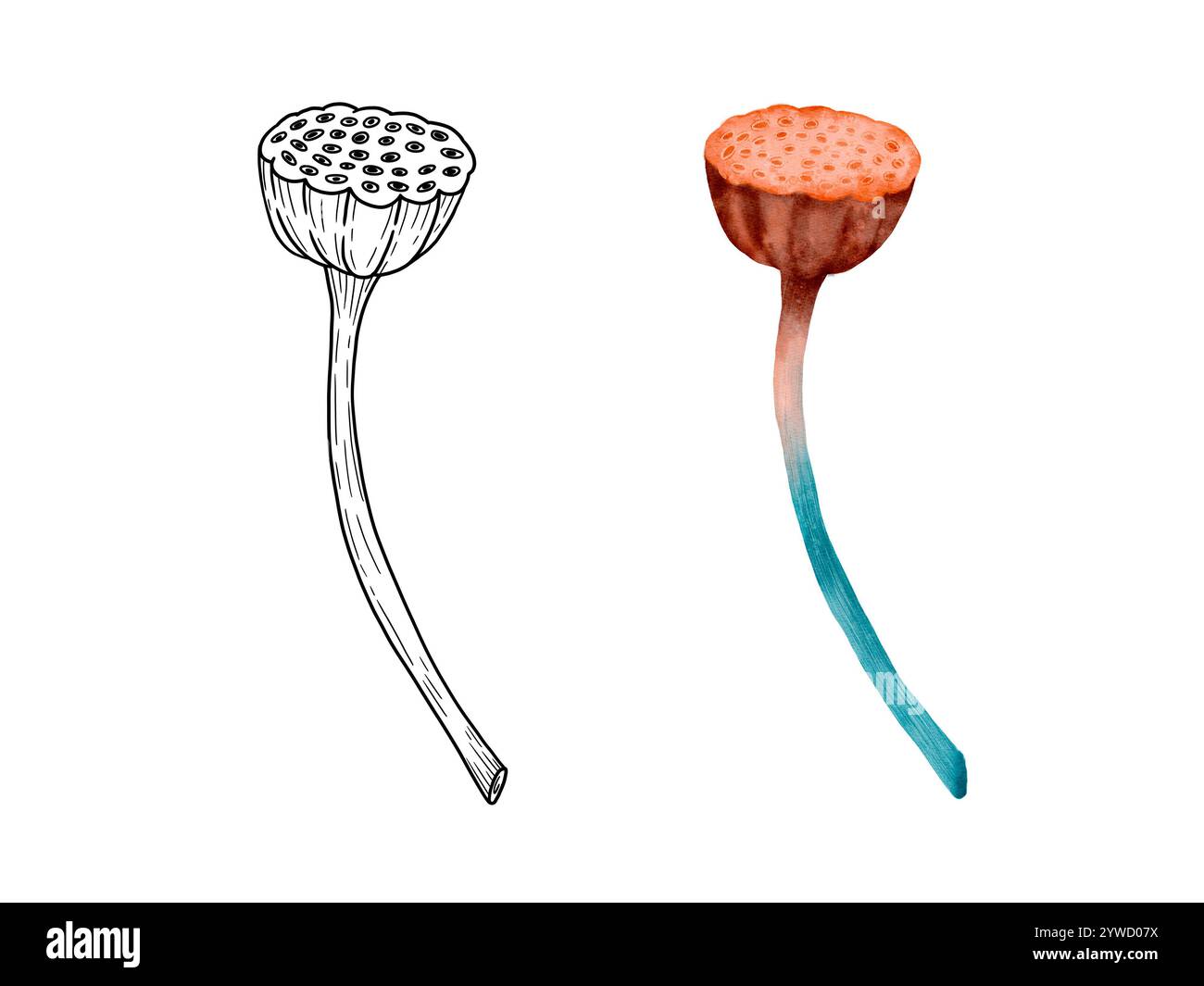 A creative and artistic depiction of beautiful lotus seed pods ...