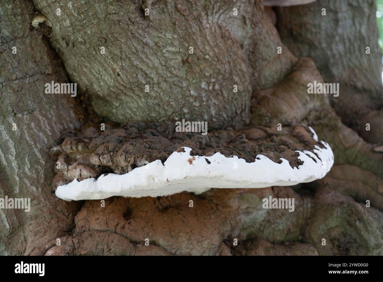 Ganoderma tornatum a fungal plant pathogen growing on a Beech tree ...