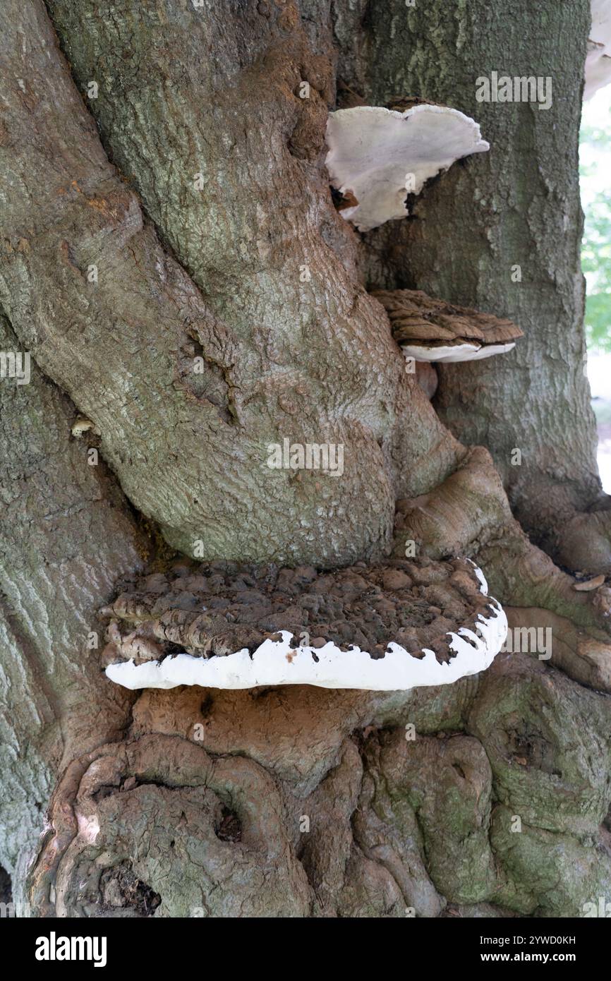 Ganoderma tornatum hi-res stock photography and images - Alamy