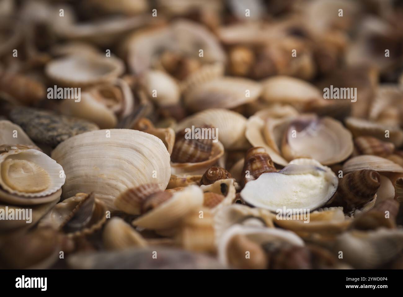 Sea shells collection. Marine mollusk shell. Marine background. Texture ...