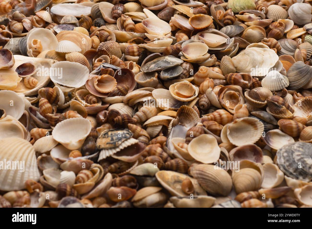 Sea shells. Marine mollusk shell. Marine background. Texture of the ...