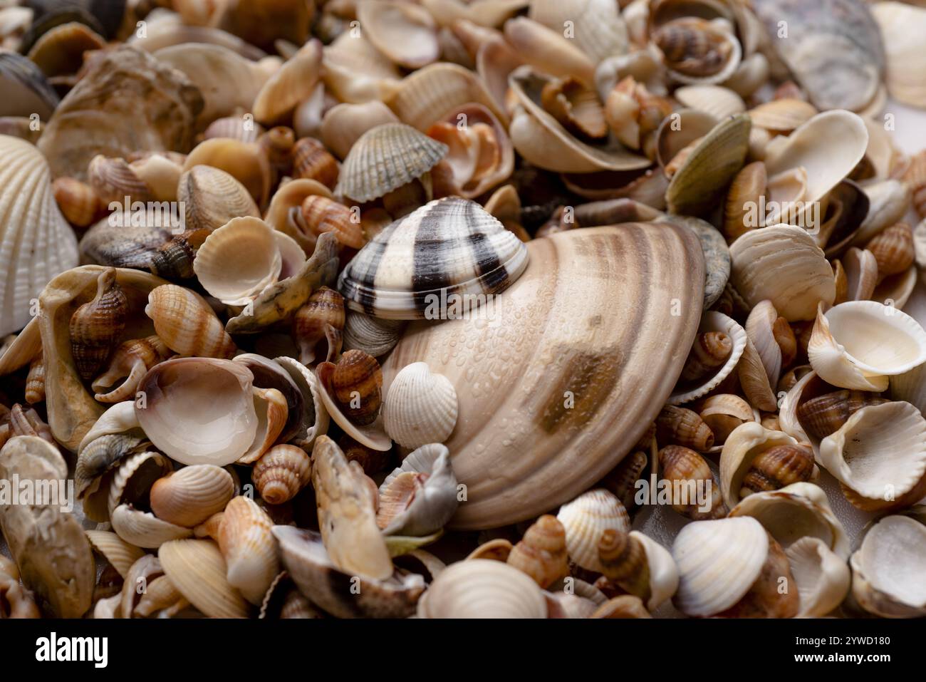 Shells. Mollusk shells. Seashell background. Texture of the shells ...