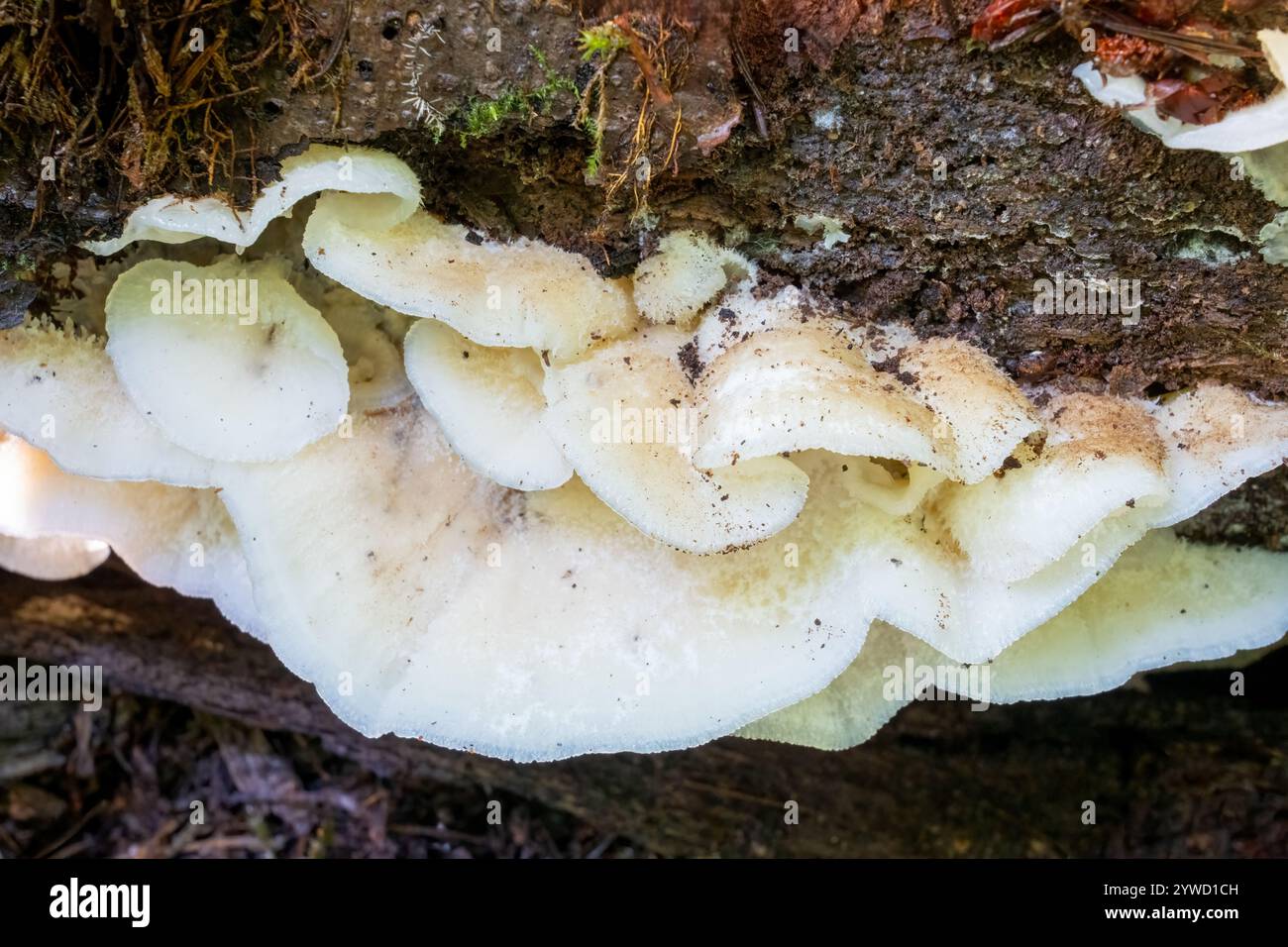 Issaquah, Washington, USA. Jelly Rot or Trembling Merulius (Phlebia ...