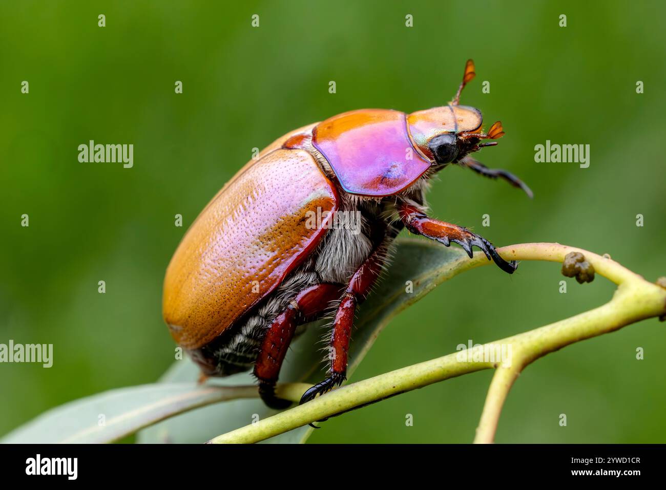 Australian Christmas Beetle on gum leaf Stock Photo - Alamy