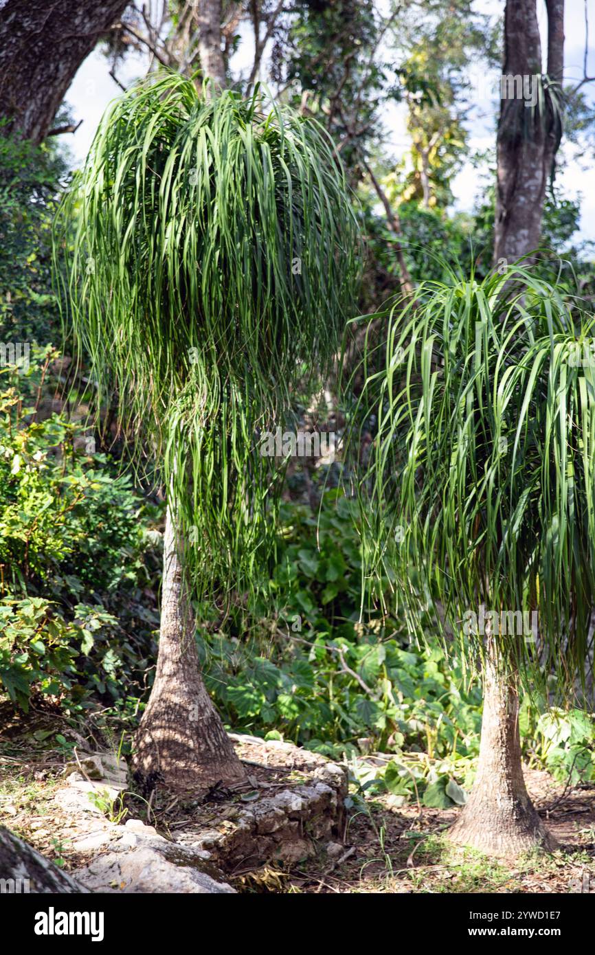 Soroa orchid garden hi-res stock photography and images - Alamy