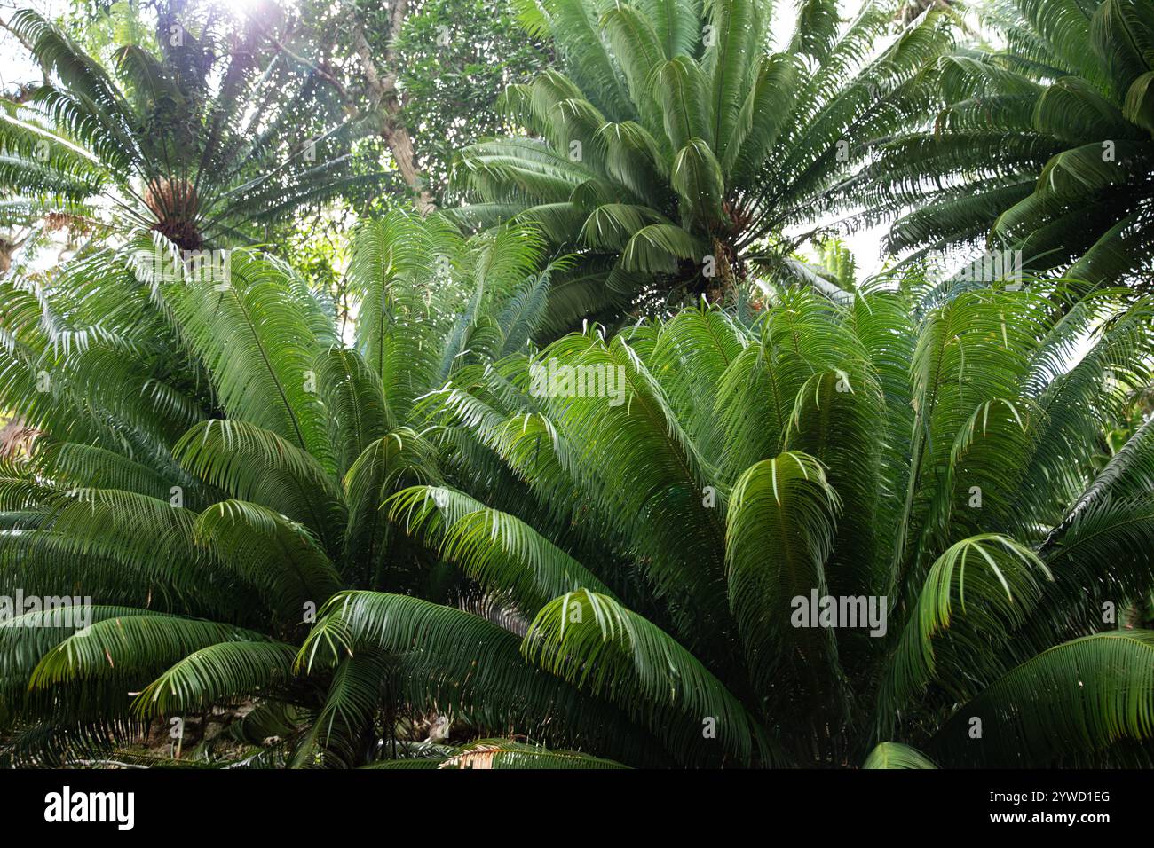 Soroa orchid garden hi-res stock photography and images - Alamy