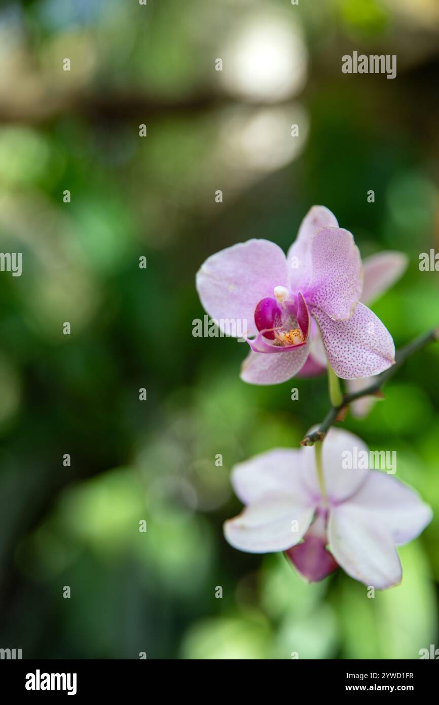 Soroa orchid garden hi-res stock photography and images - Alamy