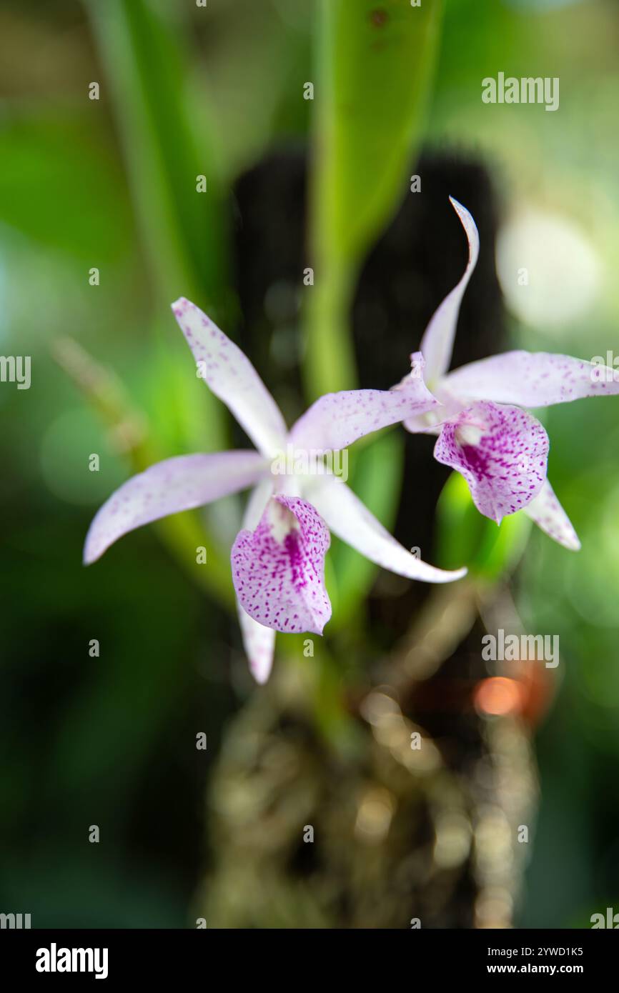 Soroa orchid garden hi-res stock photography and images - Alamy