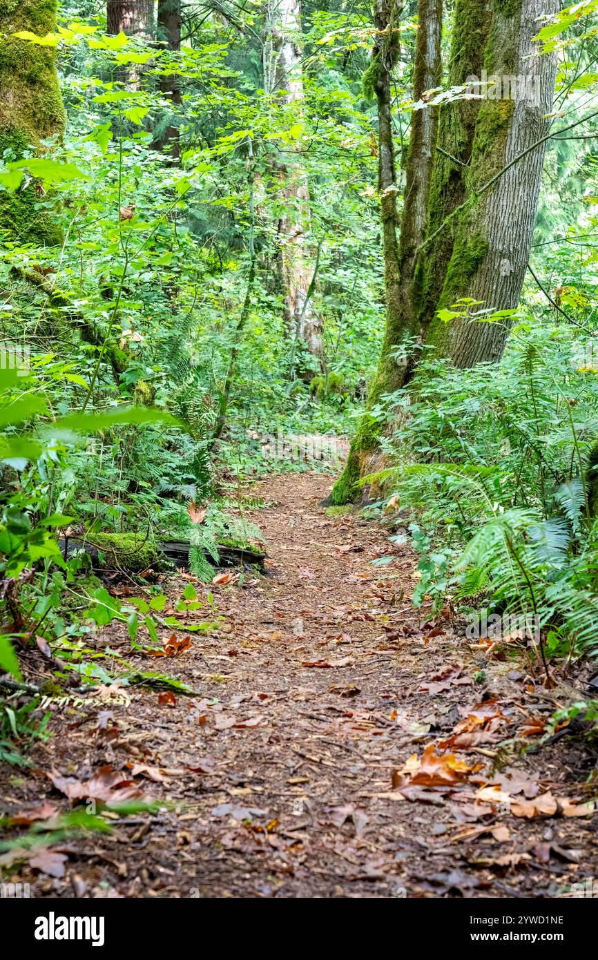 Bigleaf maple tree hi-res stock photography and images - Alamy