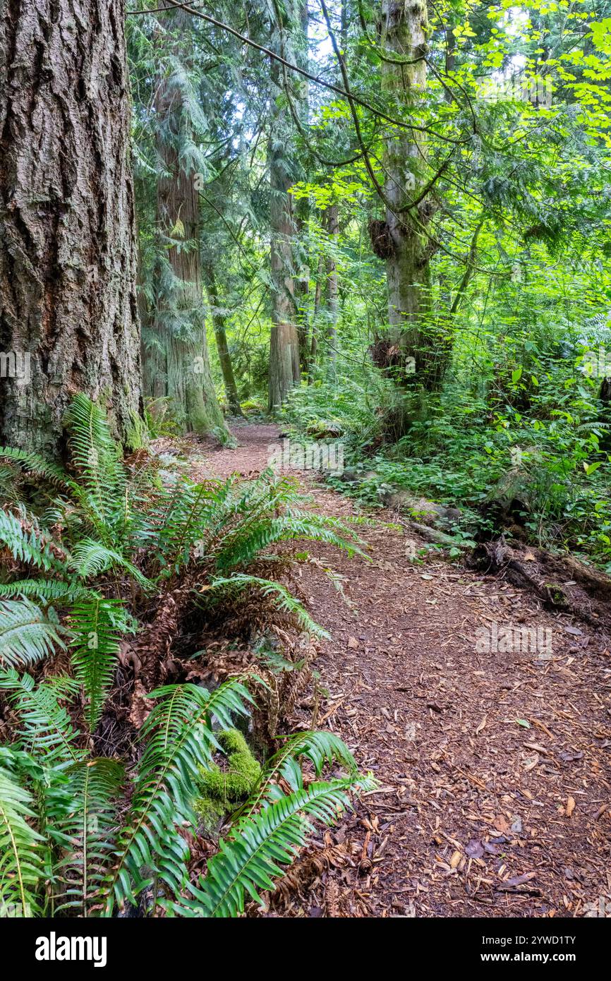 Issaquah, Washington, USA. Pacific Northwest forest path with Douglas ...