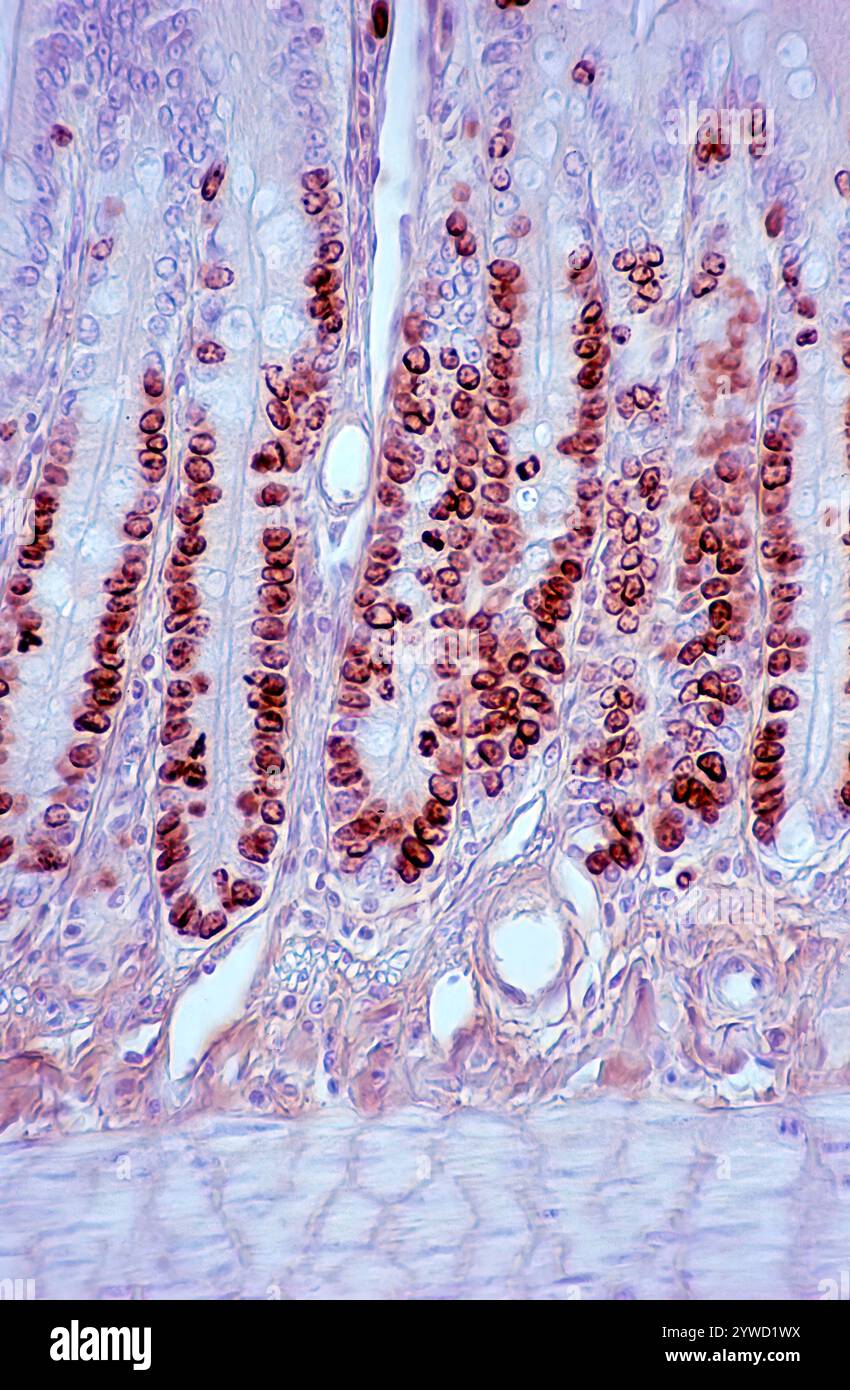 Light micrograph of stem cells in the intestinal epithelium. The ...