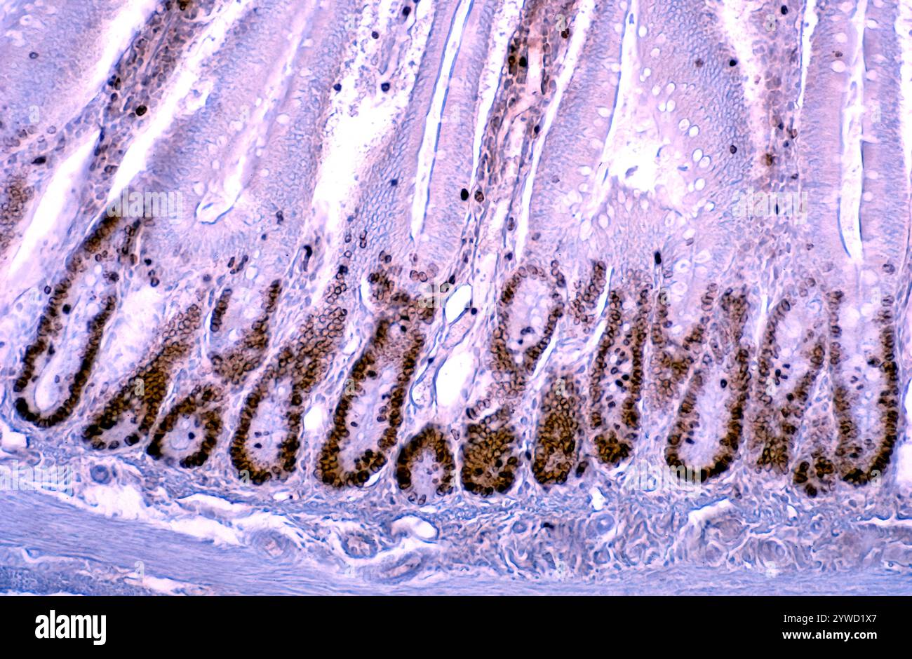 Light micrograph of stem cells in the intestinal epithelium. The ...