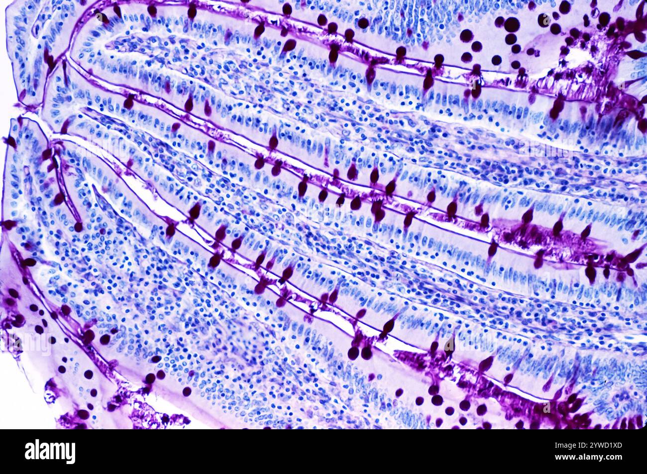 Light micrograph showing small intestine villi stained with PAS ...