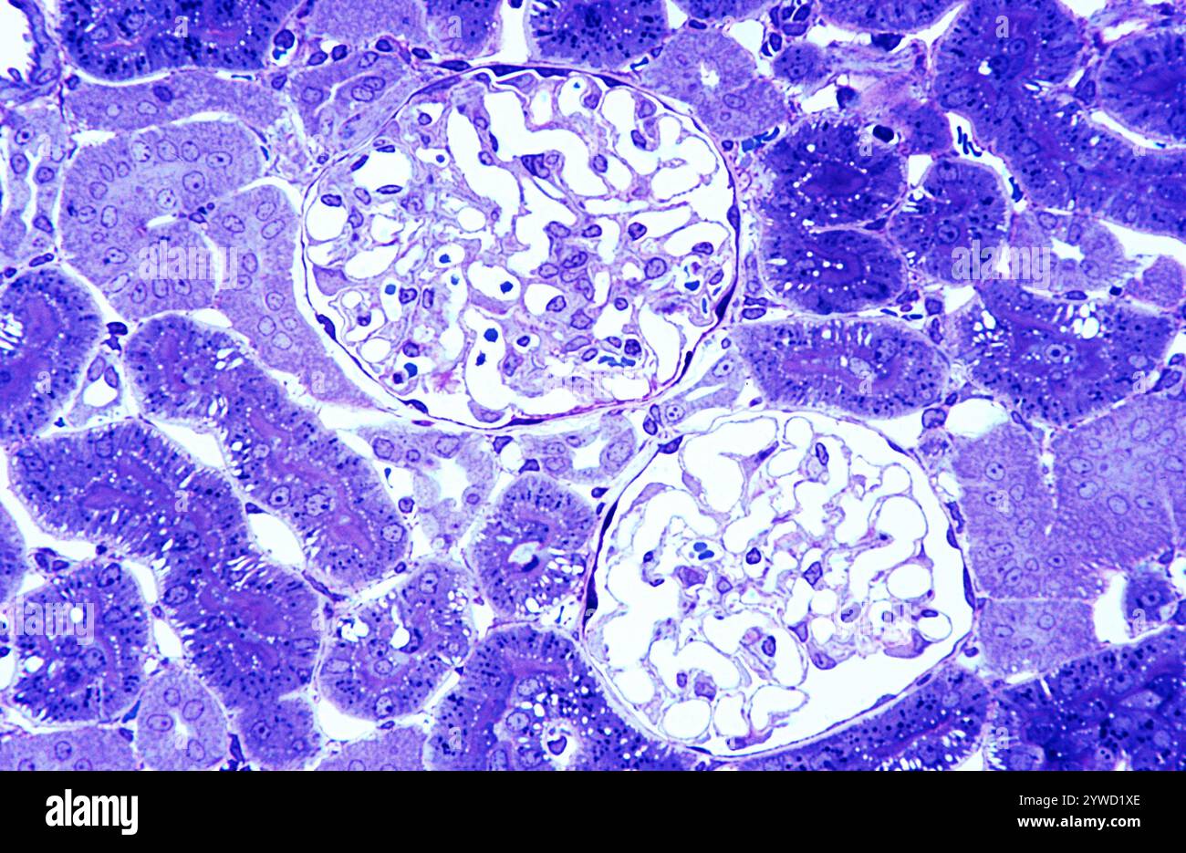 Renal cortex, light micrograph. At the centre are two glomeruli in ...