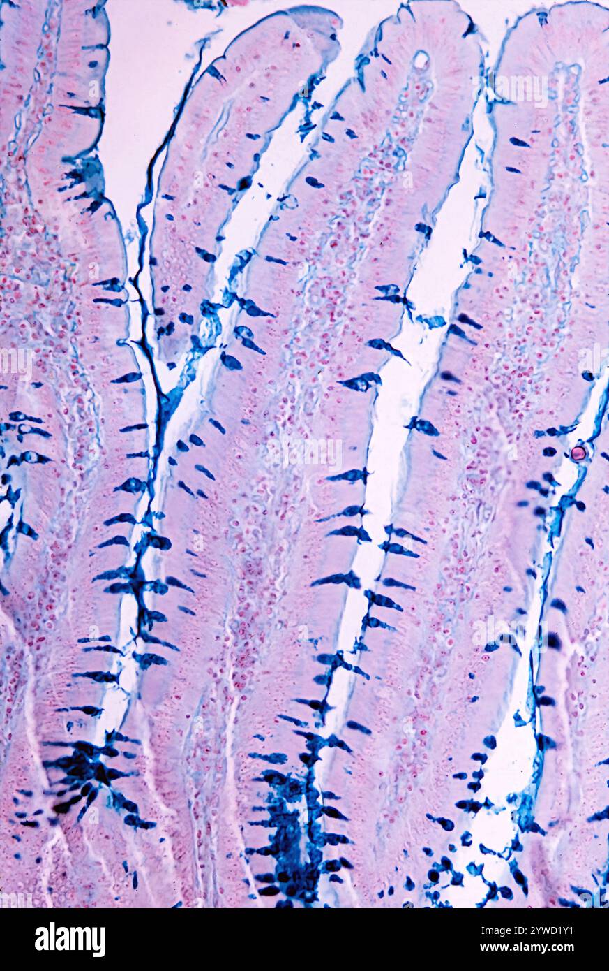 Light micrograph of the mucosa layer of the small intestine stained ...