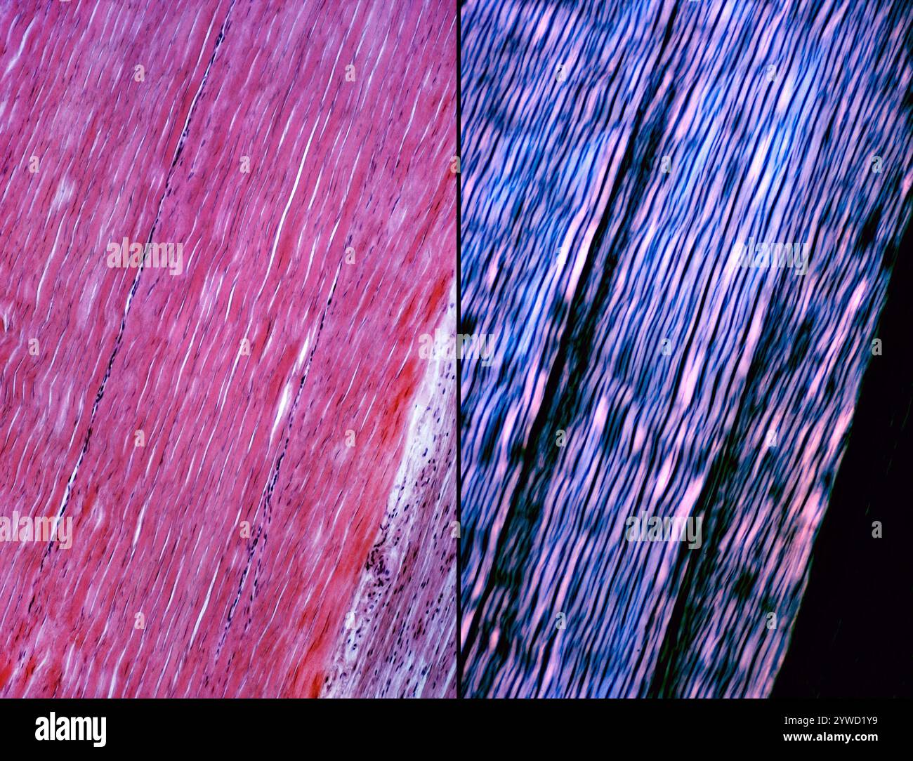 Comparative light micrographs of the same microscopic field stained ...