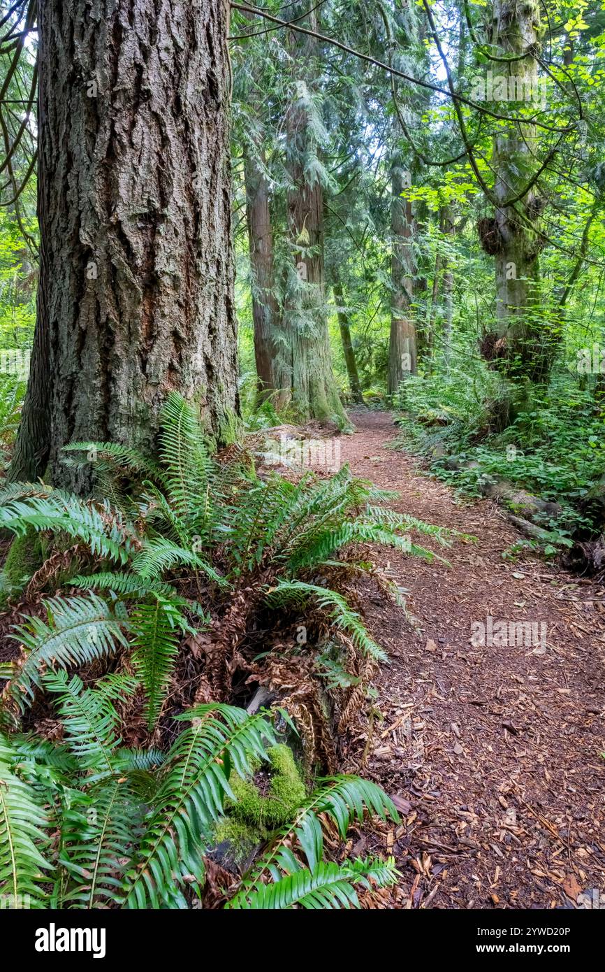 Issaquah, Washington, USA. Pacific Northwest forest path with Douglas ...