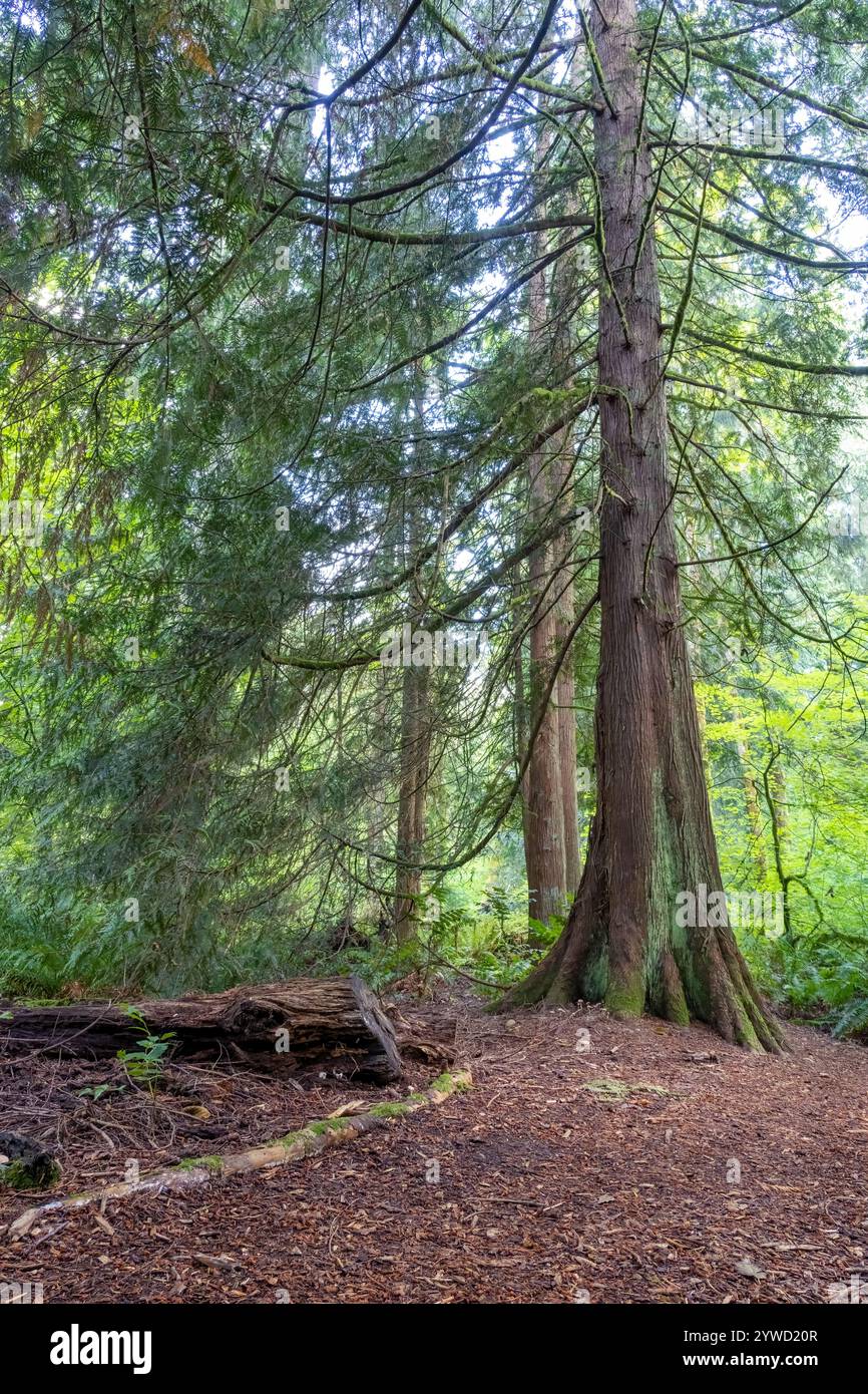 Issaquah, Washington, USA. Pacific Northwest forest path with Western ...