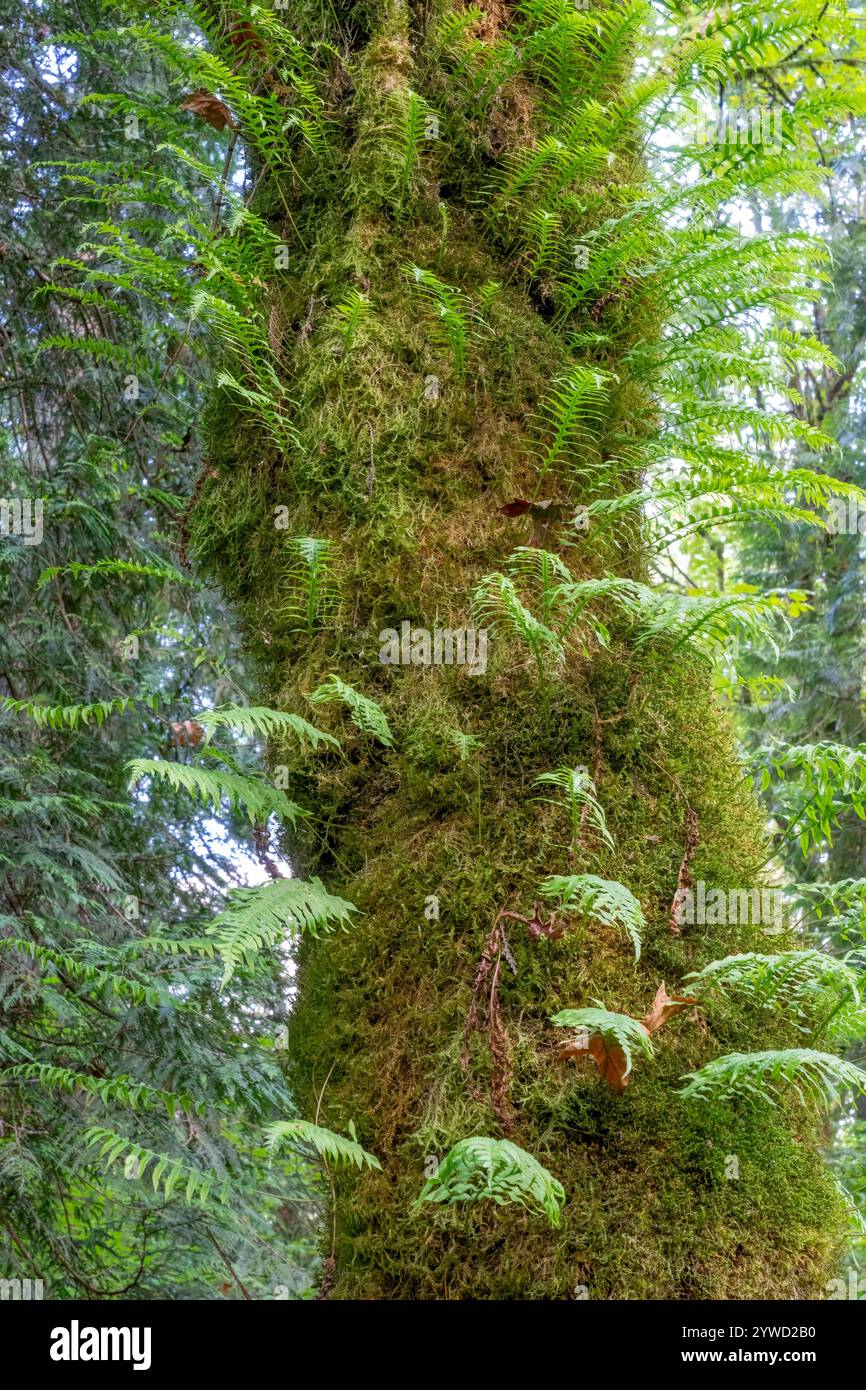 Issaquah, Washington, USA. Trunk of a moss-covered Bigleaf Maple tree ...