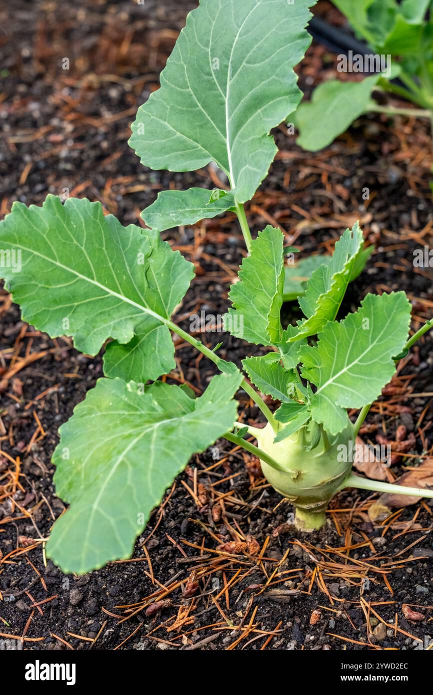 Kohlrabi plant hi-res stock photography and images - Alamy