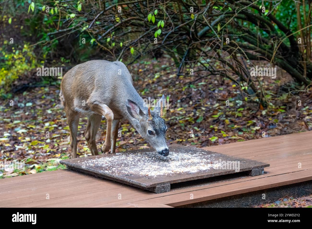 Issaquah, Washington, USA. Young Mule Deer buck eating birdseed and ...
