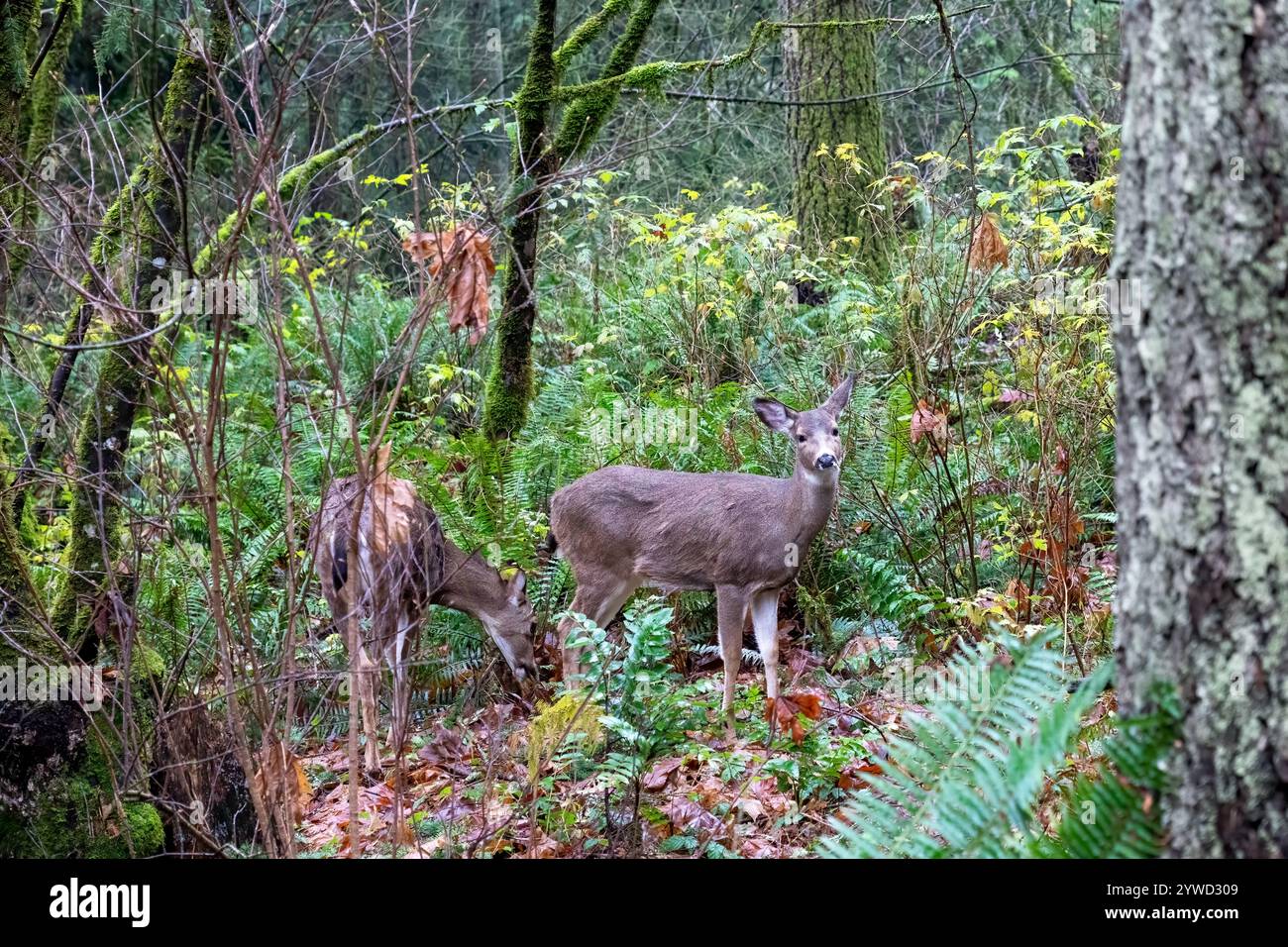 Issaquah, Washington, USA. Female Mule Deer (Odocoileus hemionus ...