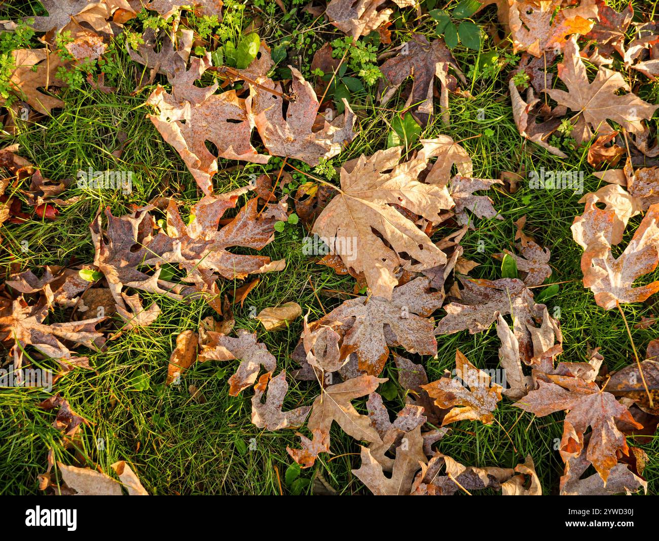 Falling in grass hi-res stock photography and images - Alamy