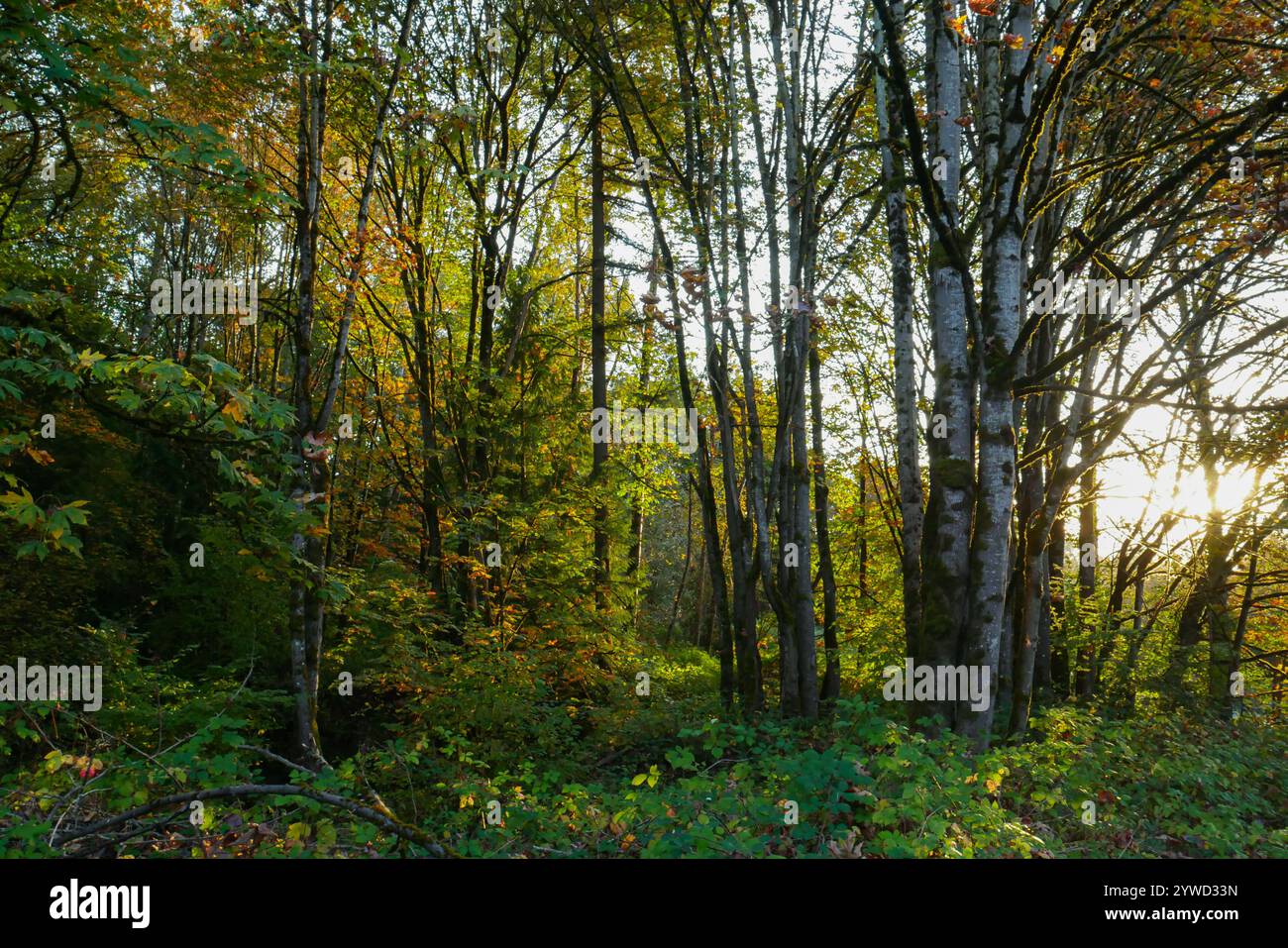 Green forest with the sun peaking through in Washington Stock Photo - Alamy
