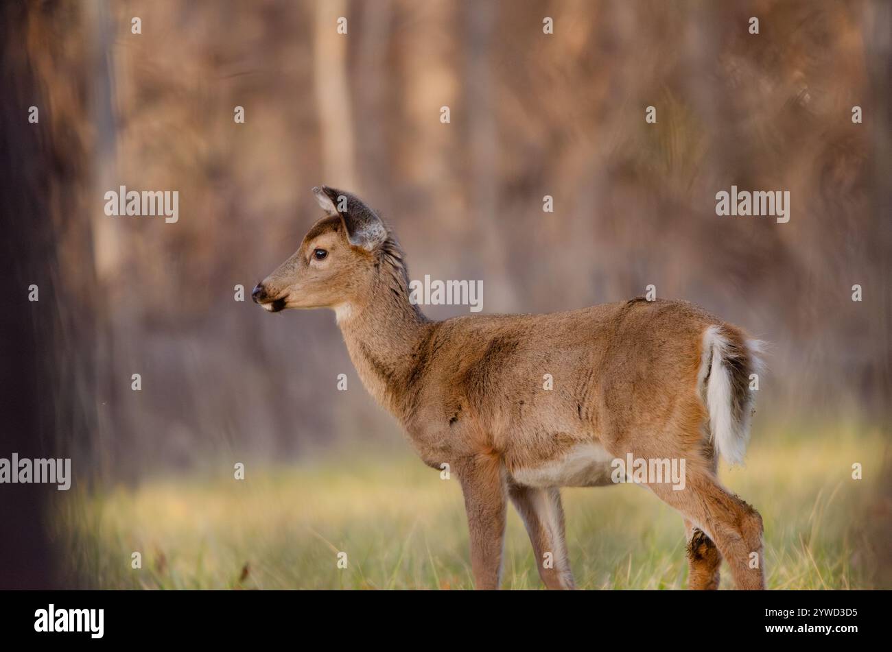 White Tail Deer Doe Stock Photo - Alamy